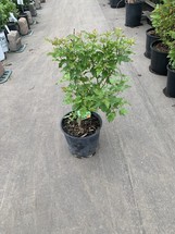 Maple Amur Emerald Elf - Dutch Growers Saskatoon