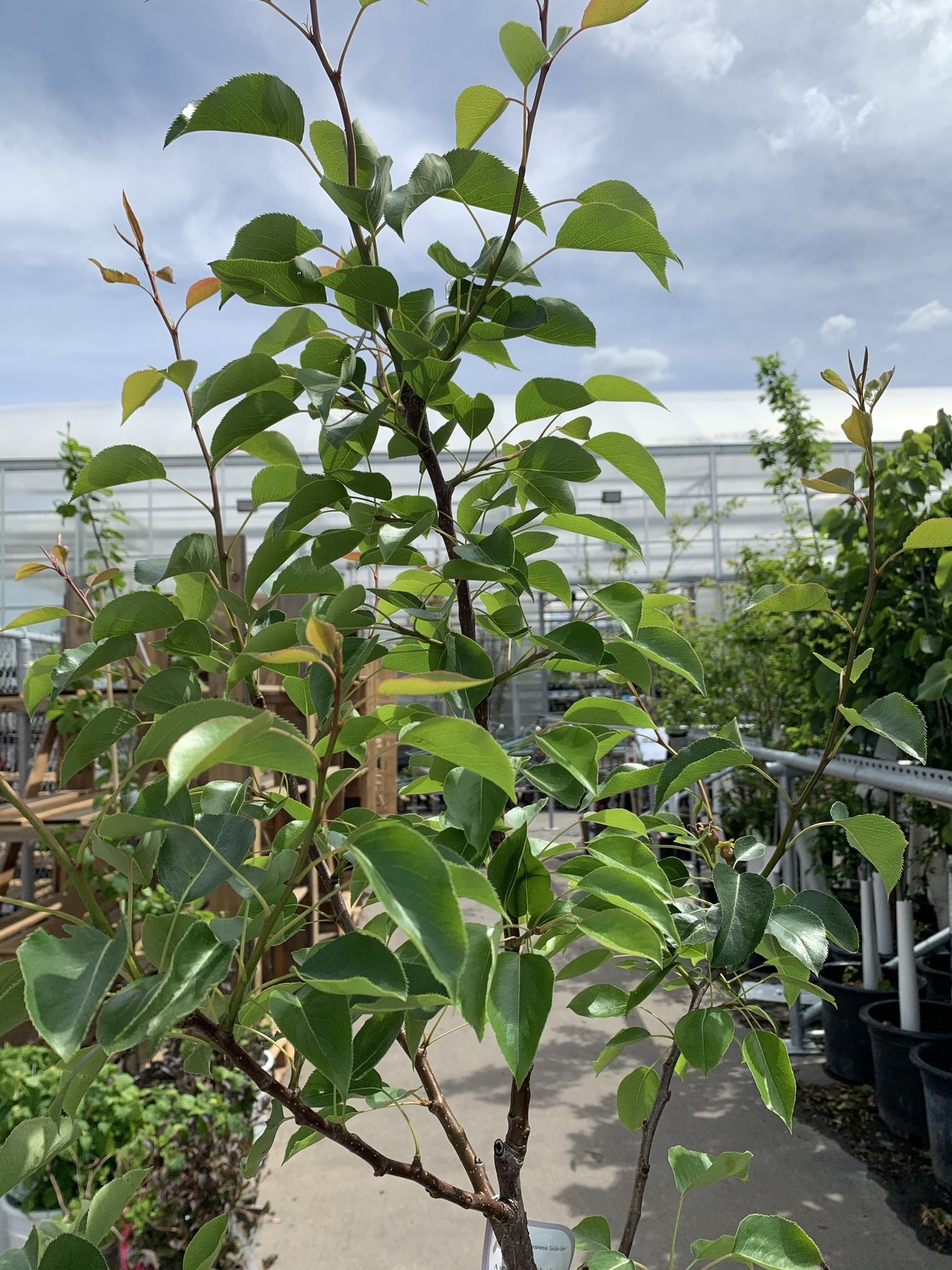 Trees & Shrubs | Dutch Growers Saskatoon - Dutch Growers Saskatoon