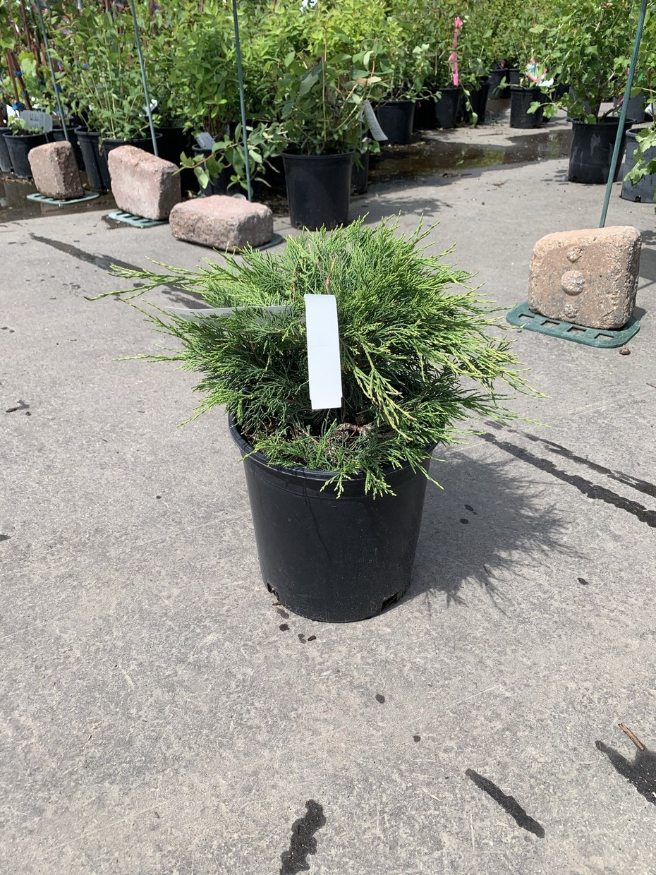 Juniper Arcadia - Dutch Growers Saskatoon