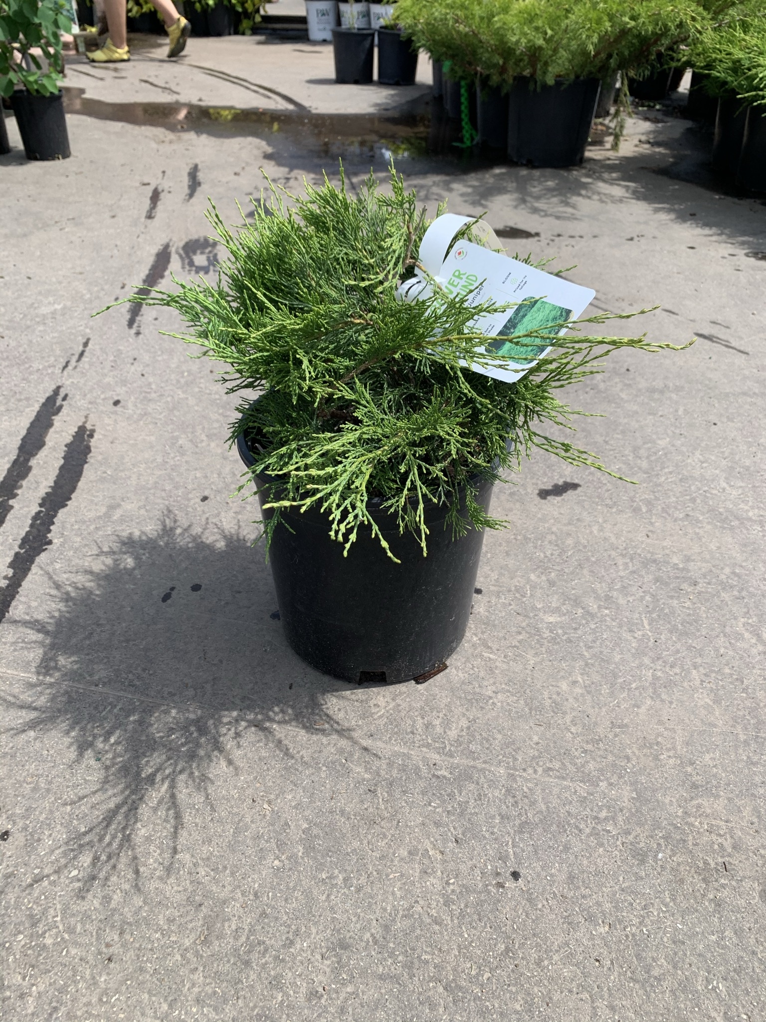 Juniper Arcadia - Dutch Growers Saskatoon