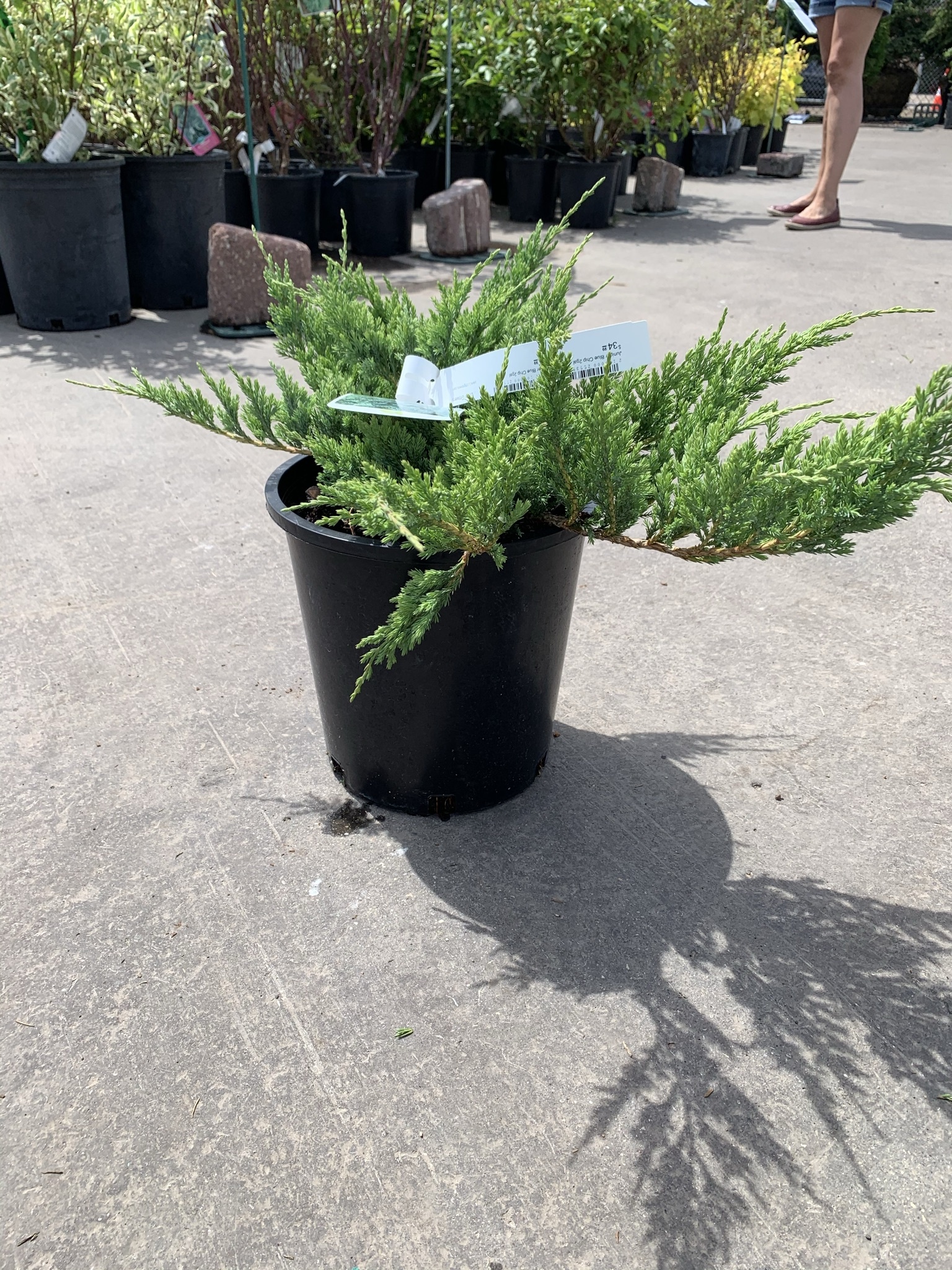 Juniper Blue Chip - Dutch Growers Saskatoon