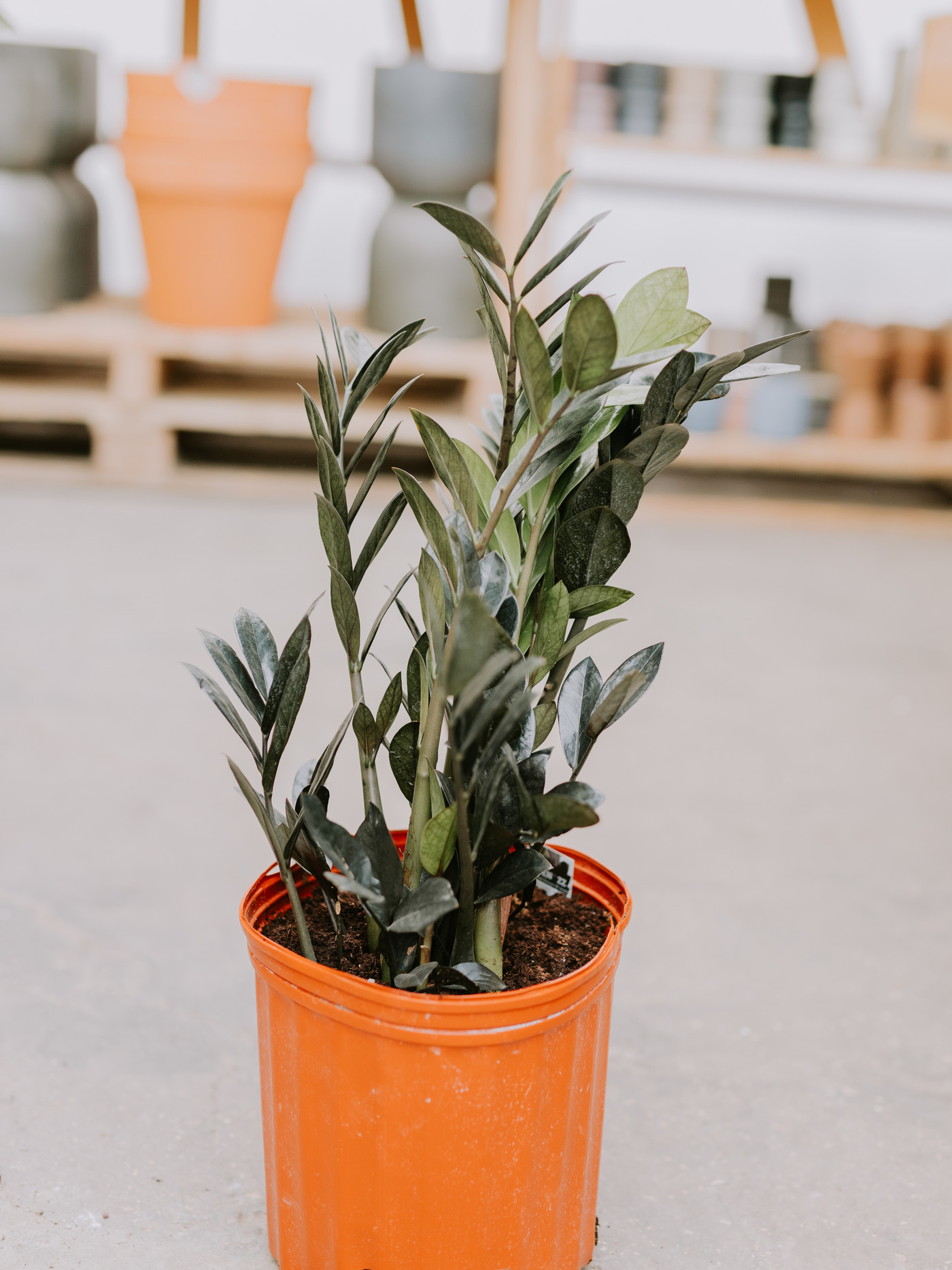 Dutch Growers | Plants & Pots, Plantcare, Fashion, Home & Lifestyle ...