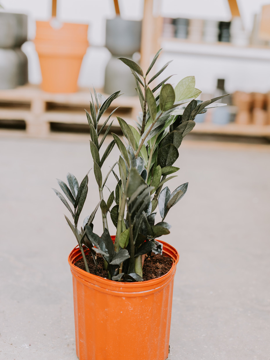 Dutch Growers | Plants & Pots, Plantcare, Fashion, Home & Lifestyle ...