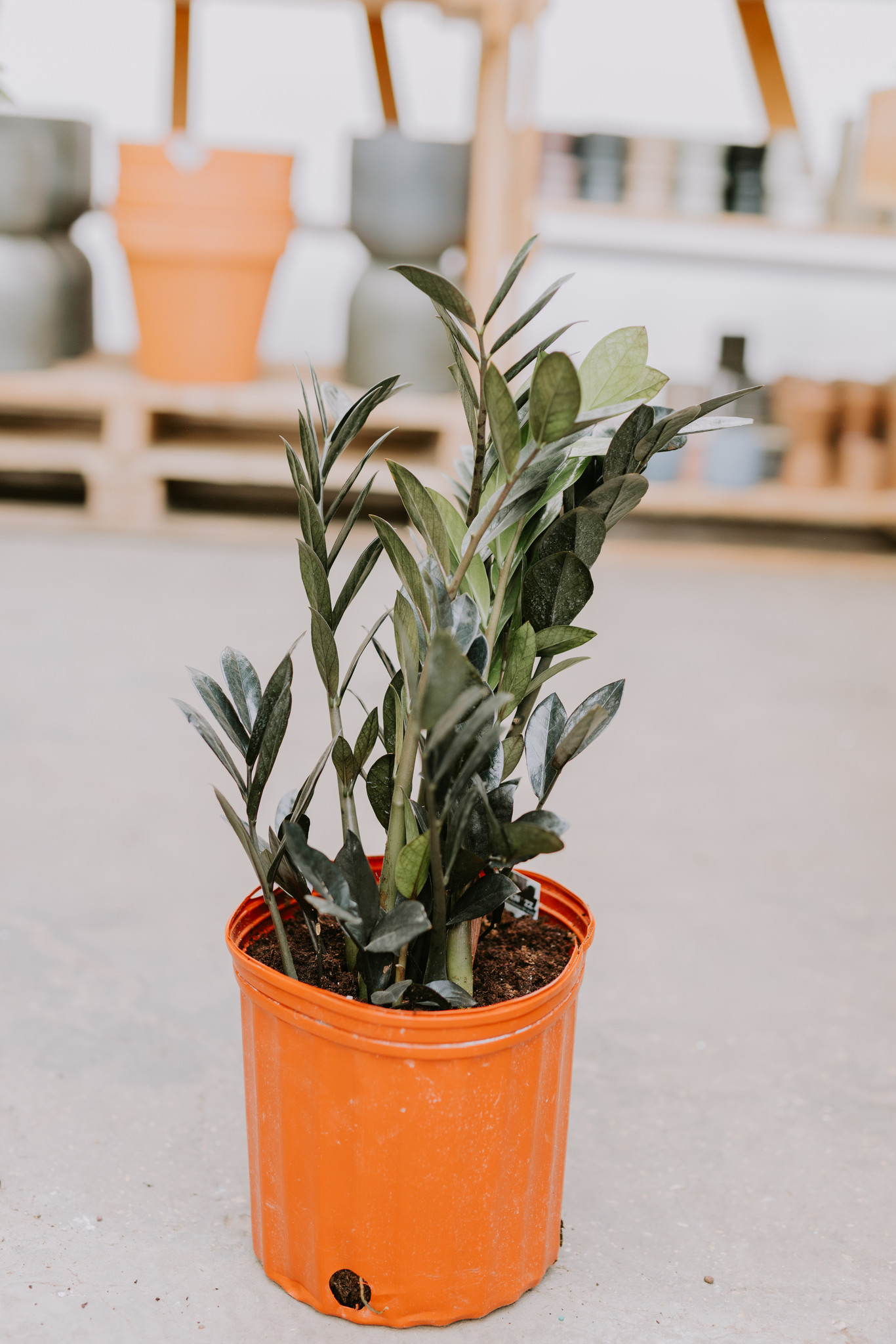 Dutch Growers | Plants & Pots, Plantcare, Fashion, Home & Lifestyle ...