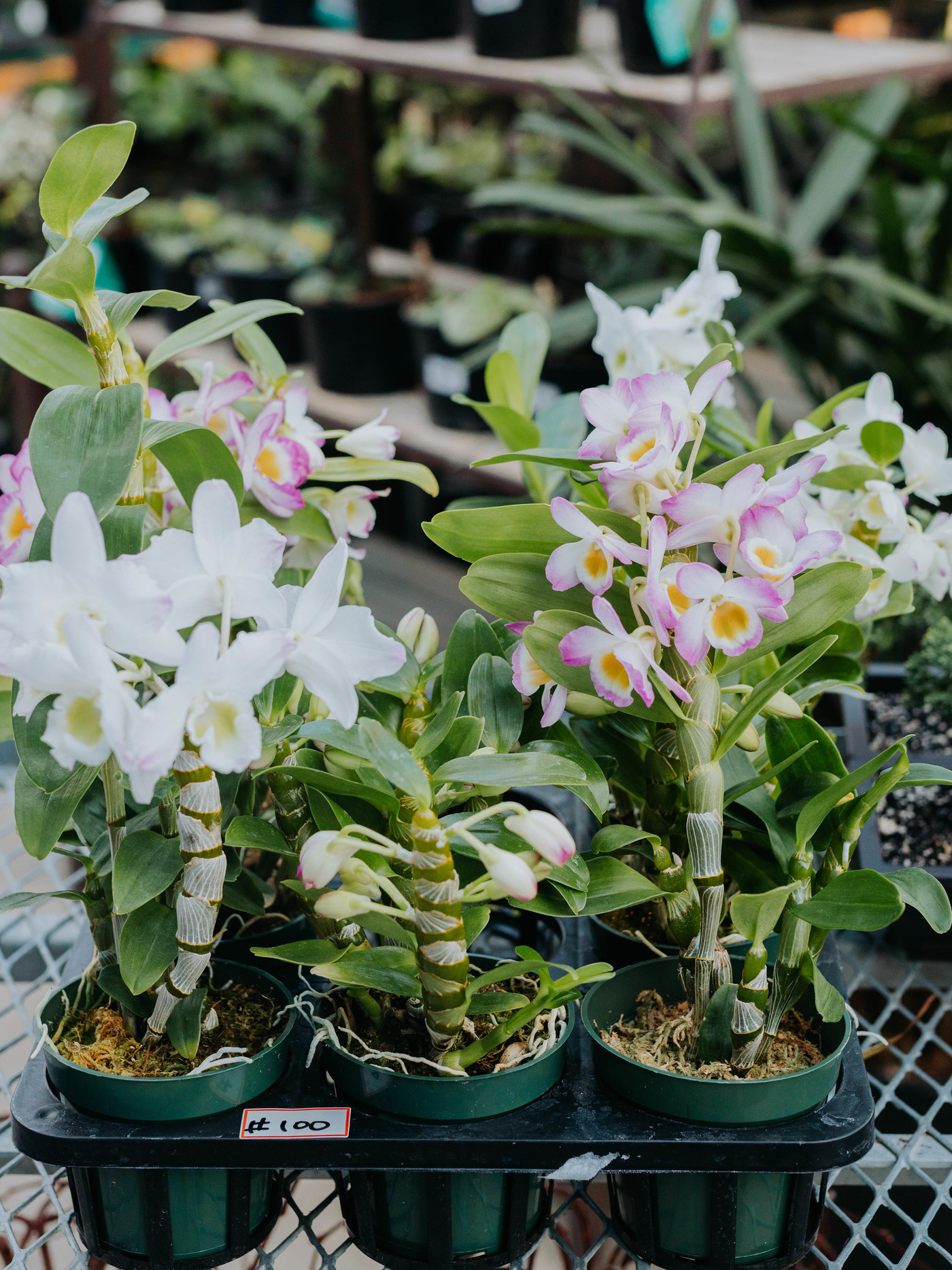 Dutch Growers | Plants & Pots, Plantcare, Fashion, Home & Lifestyle ...