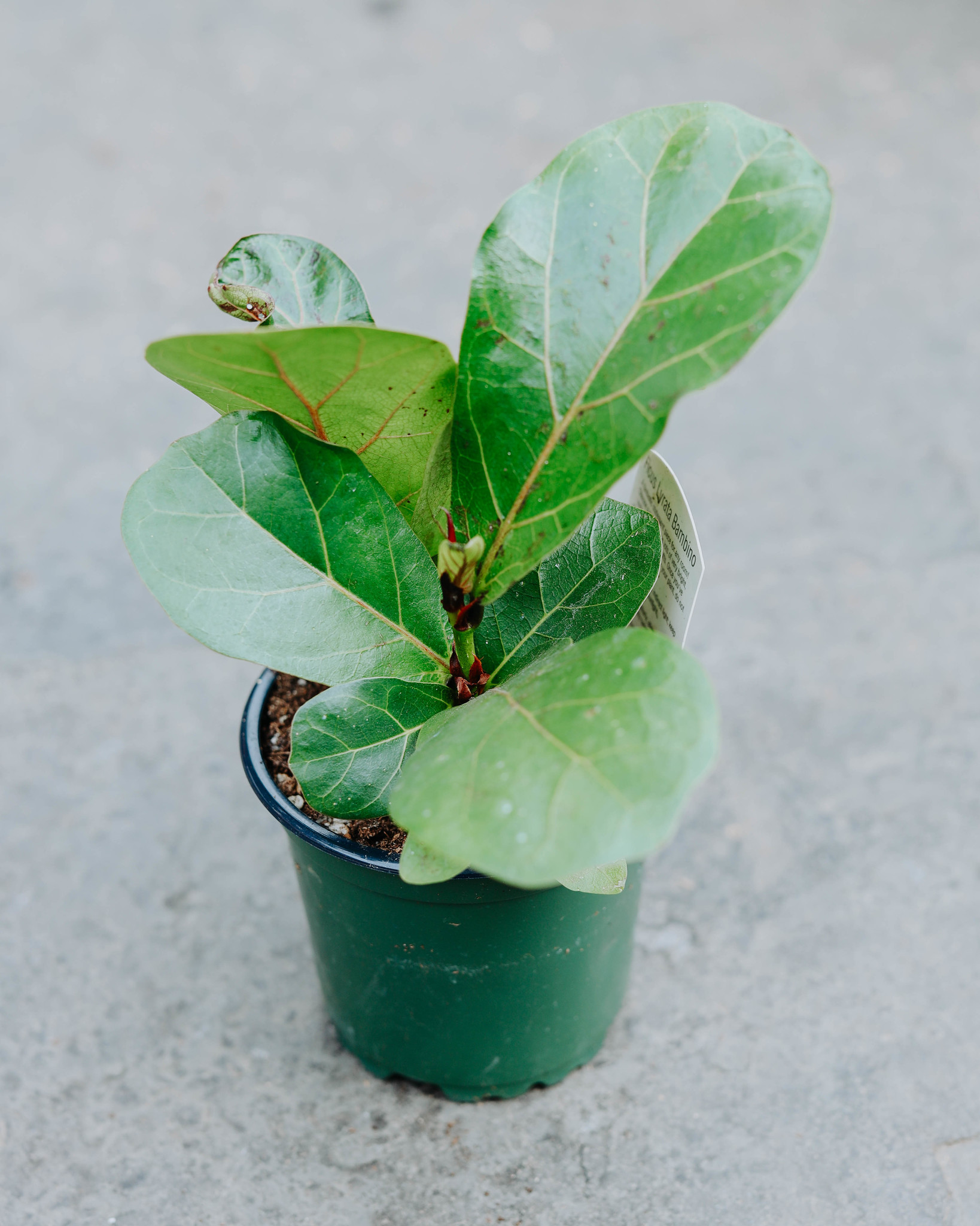 Plants & Pots | Dutch Growers Saskatoon - Dutch Growers Saskatoon