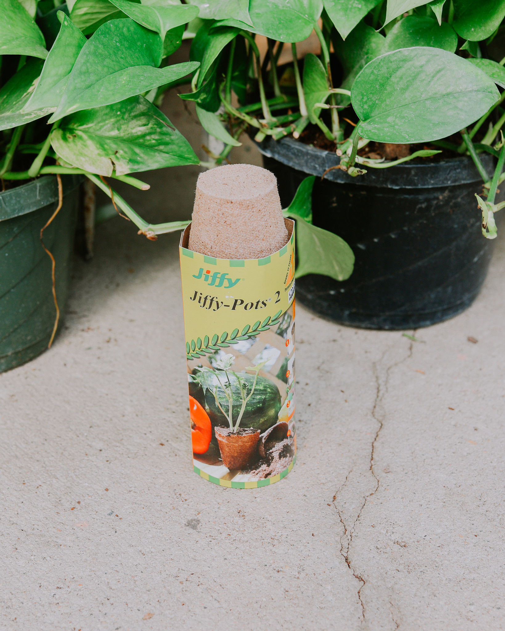 Plant Care | Dutch Growers Saskatoon - Dutch Growers Saskatoon