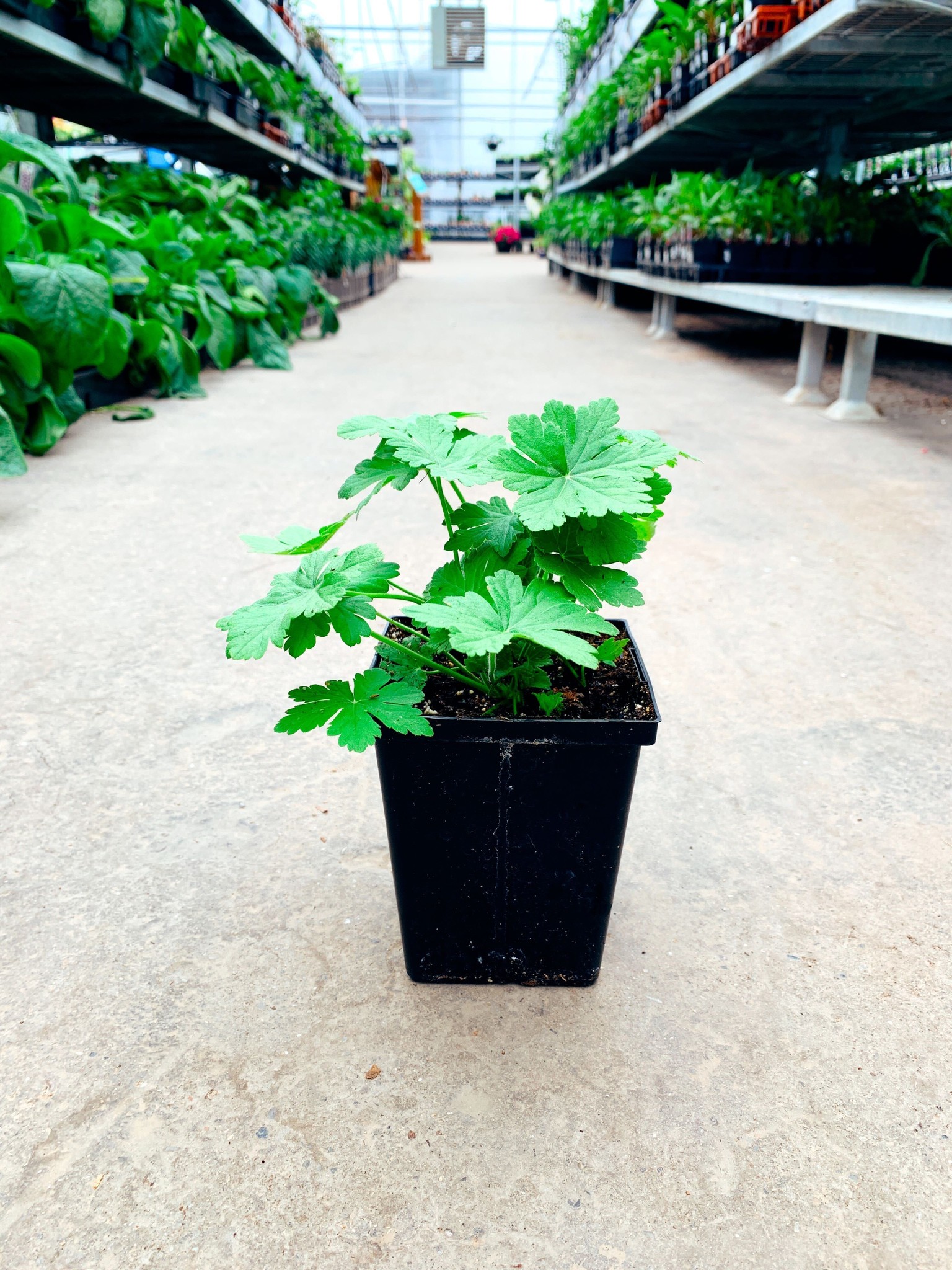 Plants & Pots | Dutch Growers Saskatoon - Dutch Growers Saskatoon