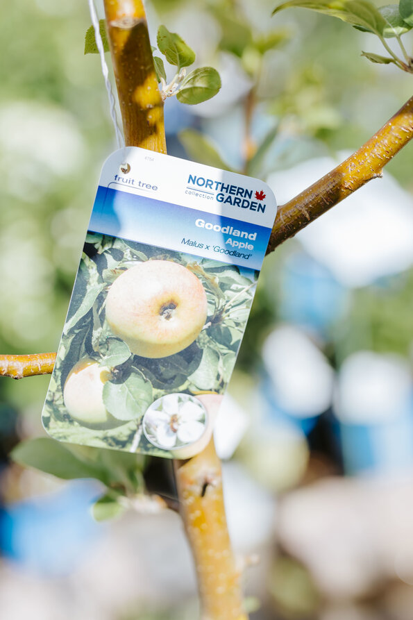 Apple Goodland 5gal - Dutch Growers Saskatoon