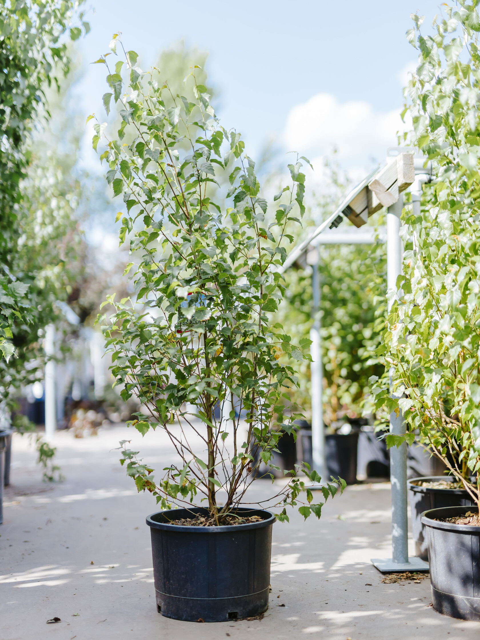 Birch Dakota Pinnacle - Dutch Growers Saskatoon