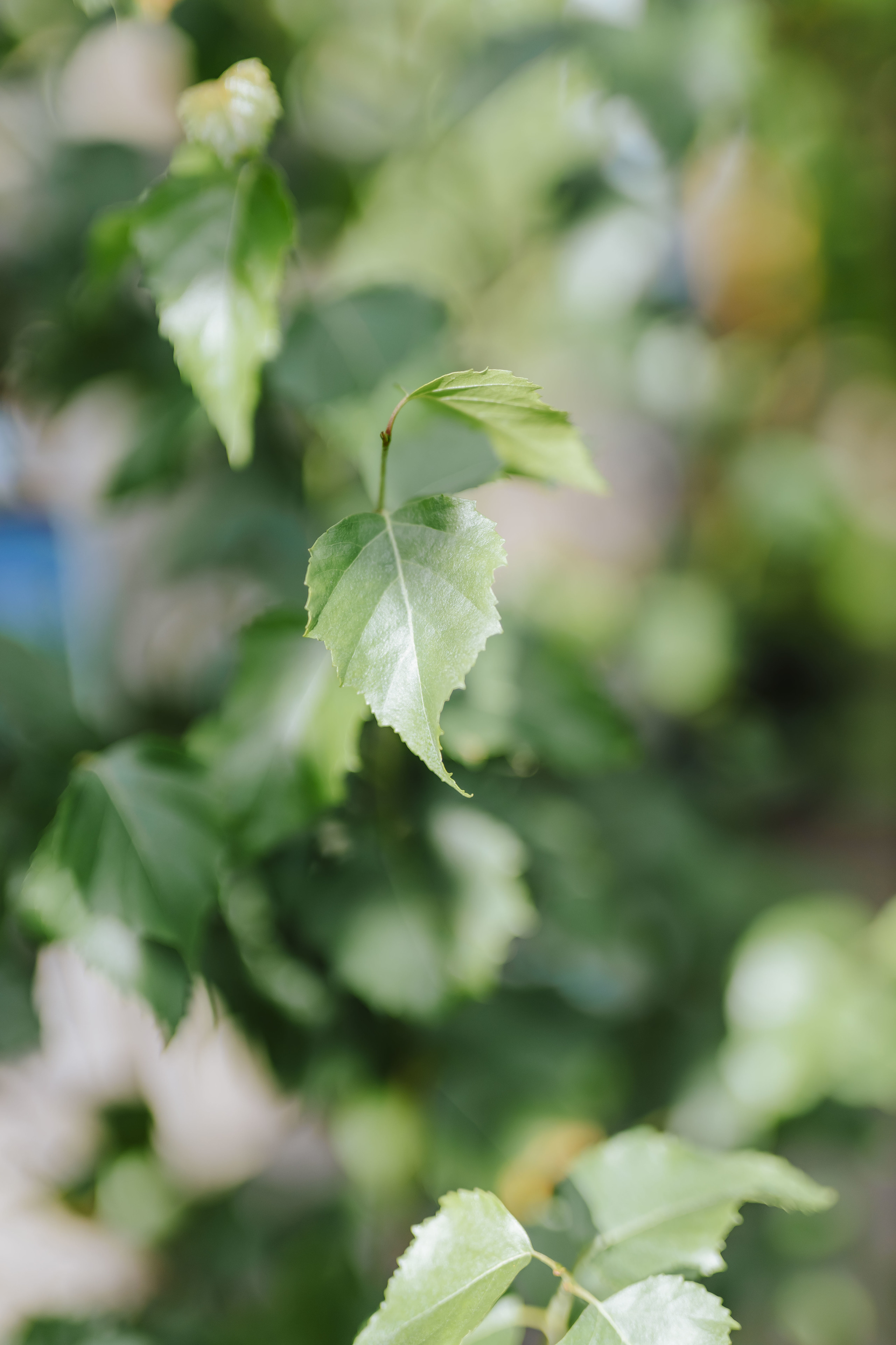 Birch Dakota Pinnacle - Dutch Growers Saskatoon