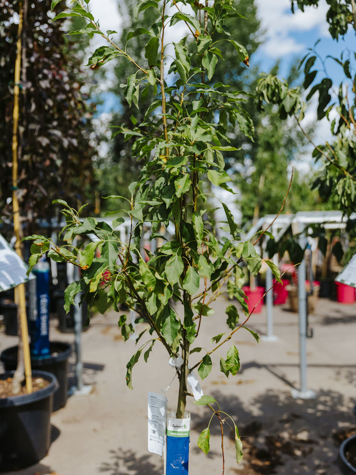 Crab Spring Snow - Dutch Growers Saskatoon