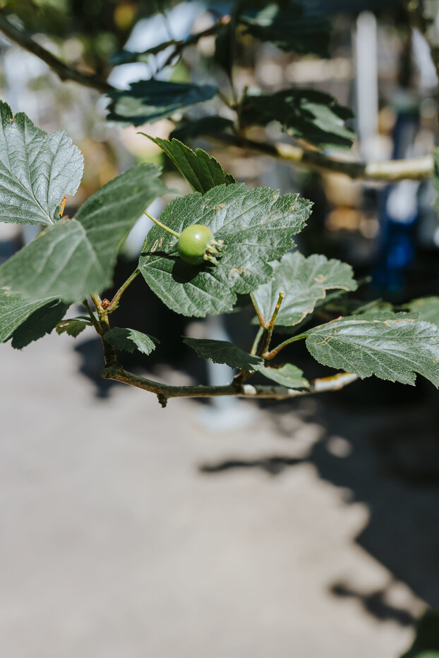 Hawthorn Snowbird - Dutch Growers Saskatoon