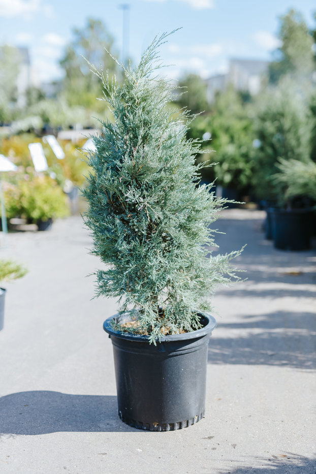 Juniper Moonglow - Dutch Growers Saskatoon