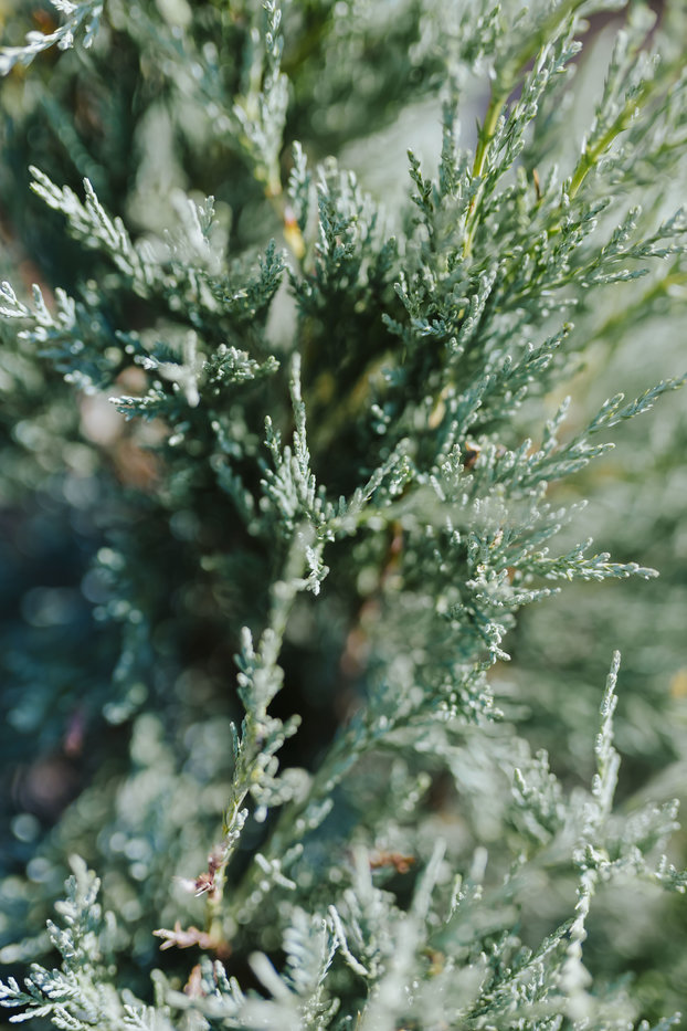 Juniper Moonglow - Dutch Growers Saskatoon