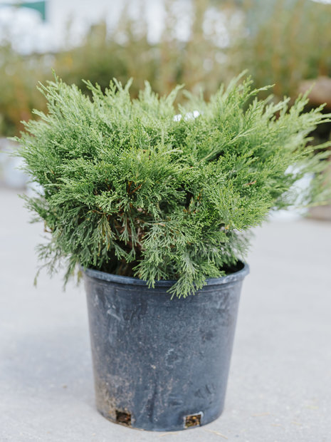 Juniper Skandia - Dutch Growers Saskatoon