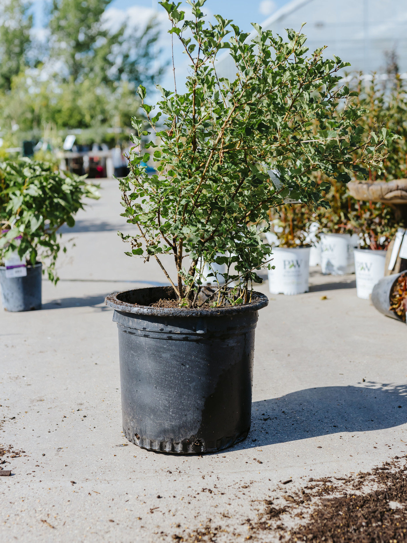 Trees & Shrubs | Dutch Growers Saskatoon - Dutch Growers Saskatoon