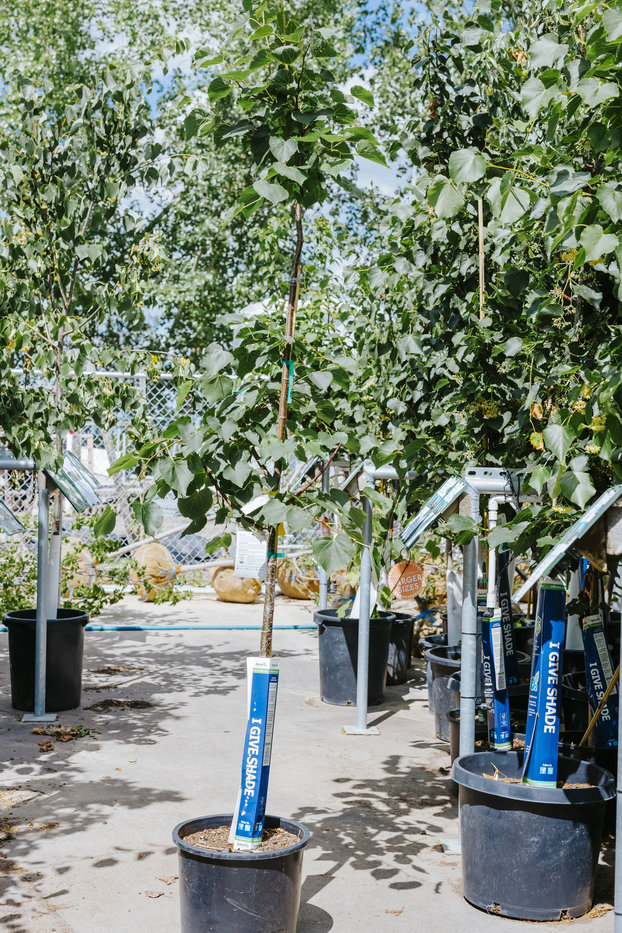 Linden Dropmore - Dutch Growers Saskatoon