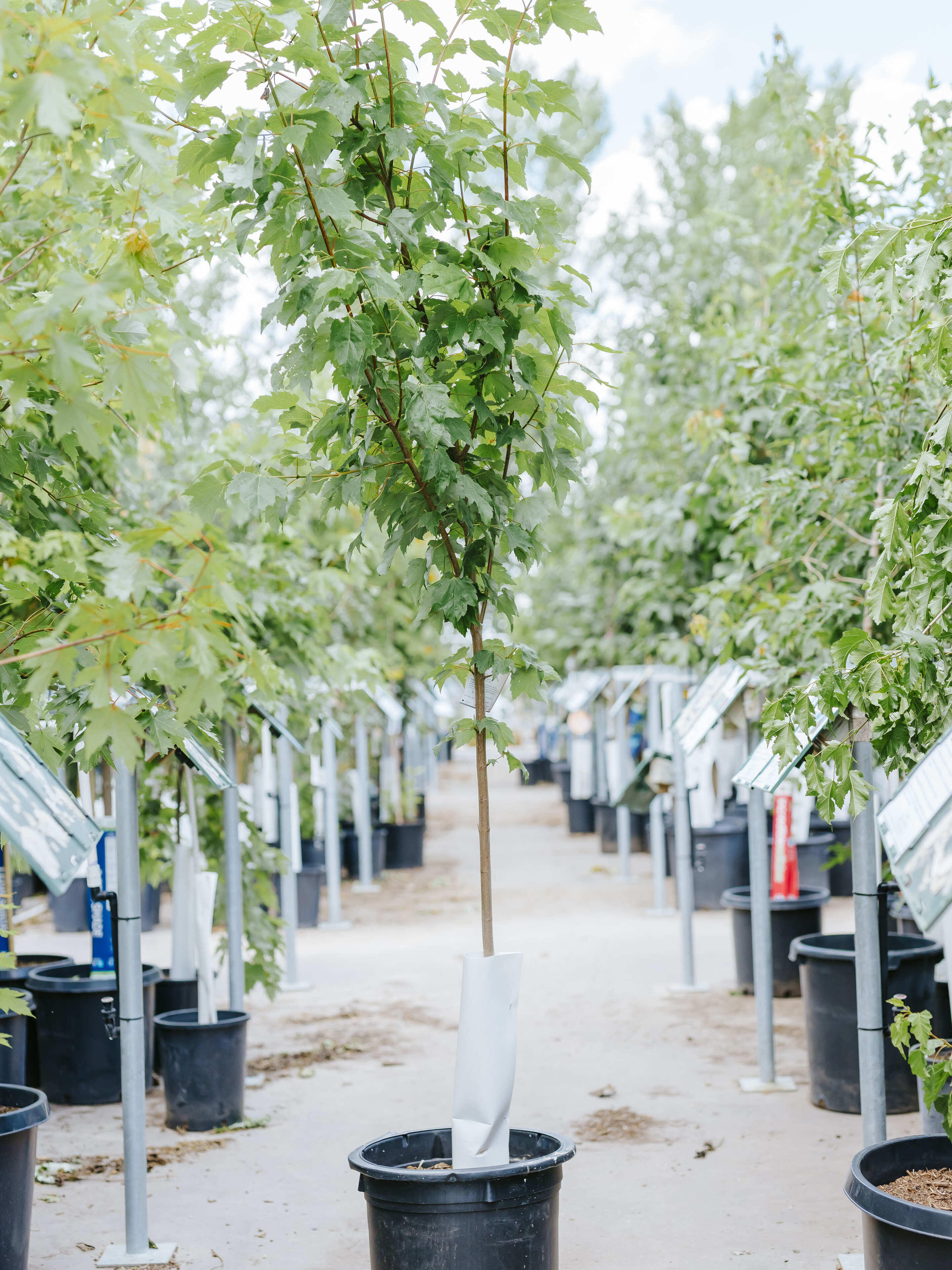 Trees & Shrubs | Dutch Growers Saskatoon - Dutch Growers Saskatoon