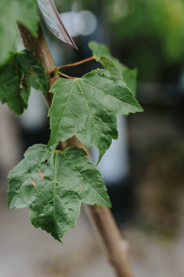Maple Red Rocket - Dutch Growers Saskatoon