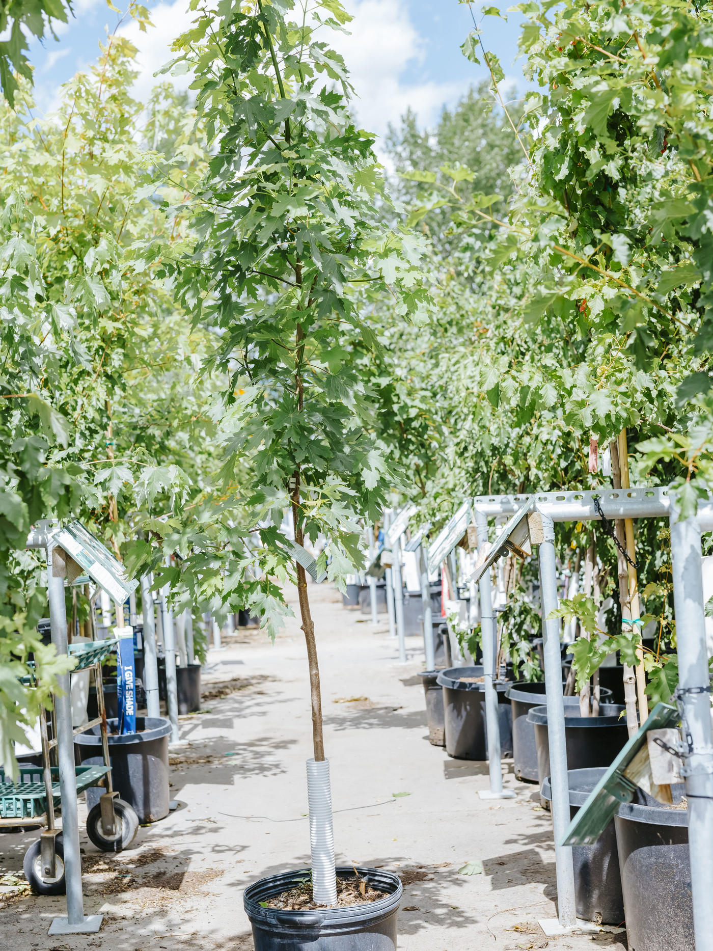 Trees - Dutch Growers Saskatoon