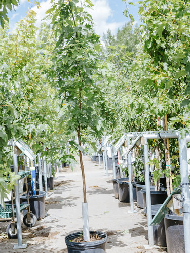 Trees - Dutch Growers Saskatoon