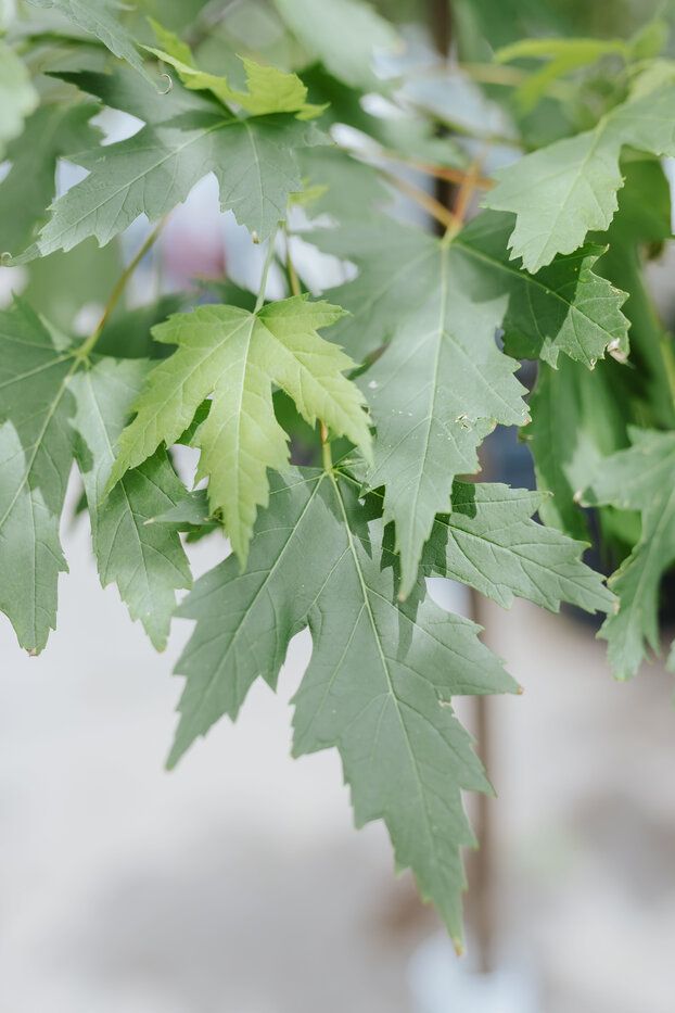 Maple Silver Cloud - Dutch Growers Saskatoon
