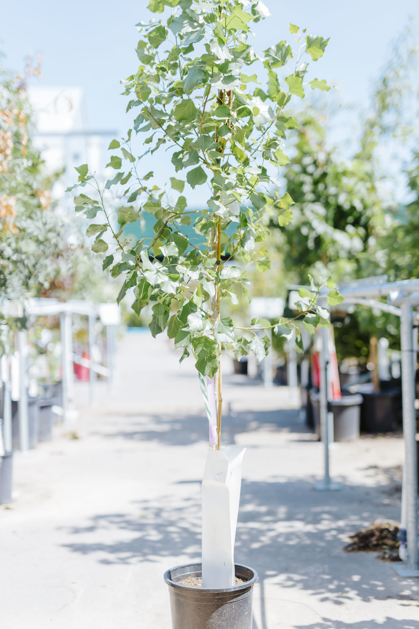 Poplar Prairie Sky - Dutch Growers Saskatoon