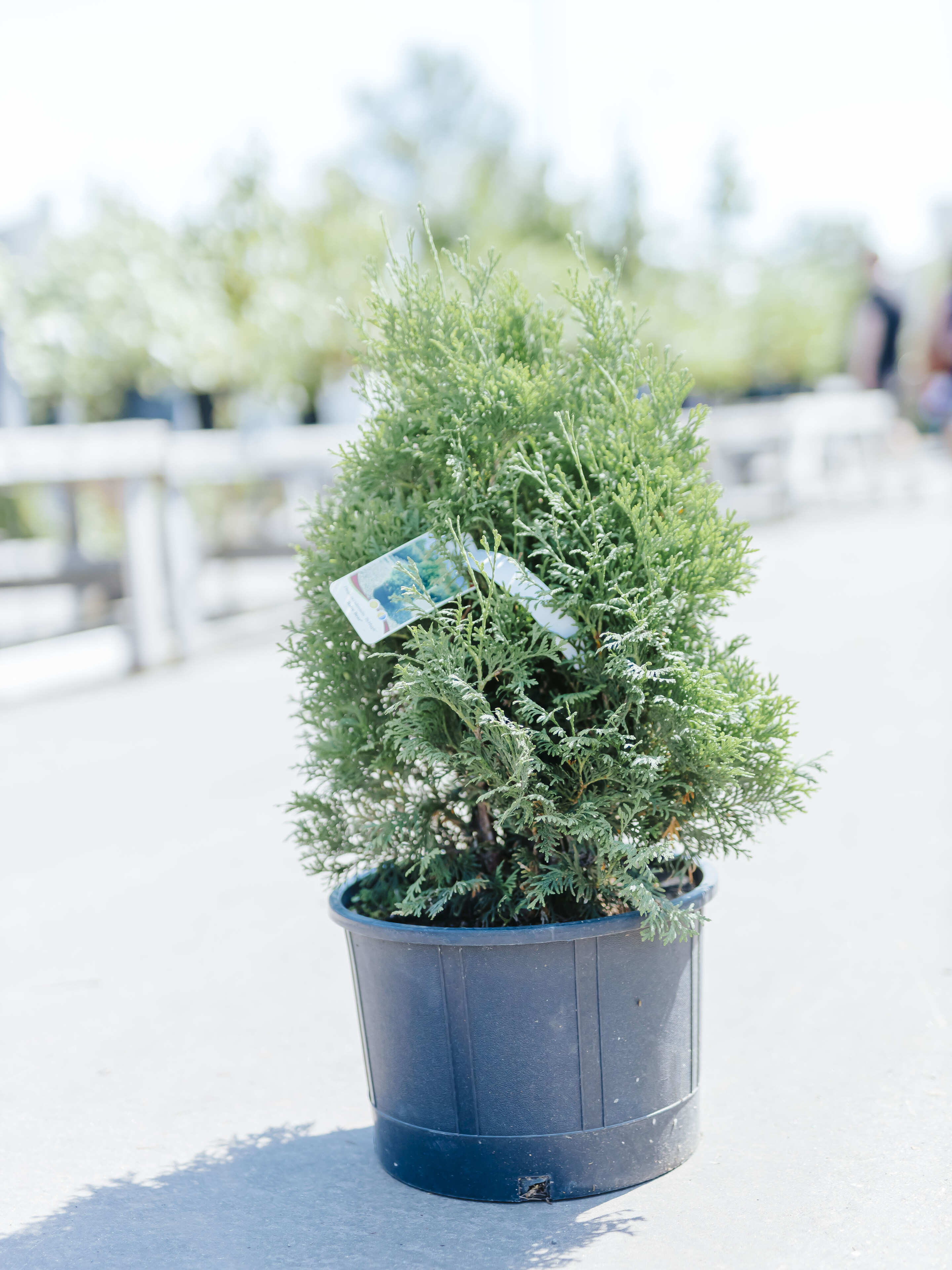 Trees & Shrubs | Dutch Growers Saskatoon - Dutch Growers Saskatoon