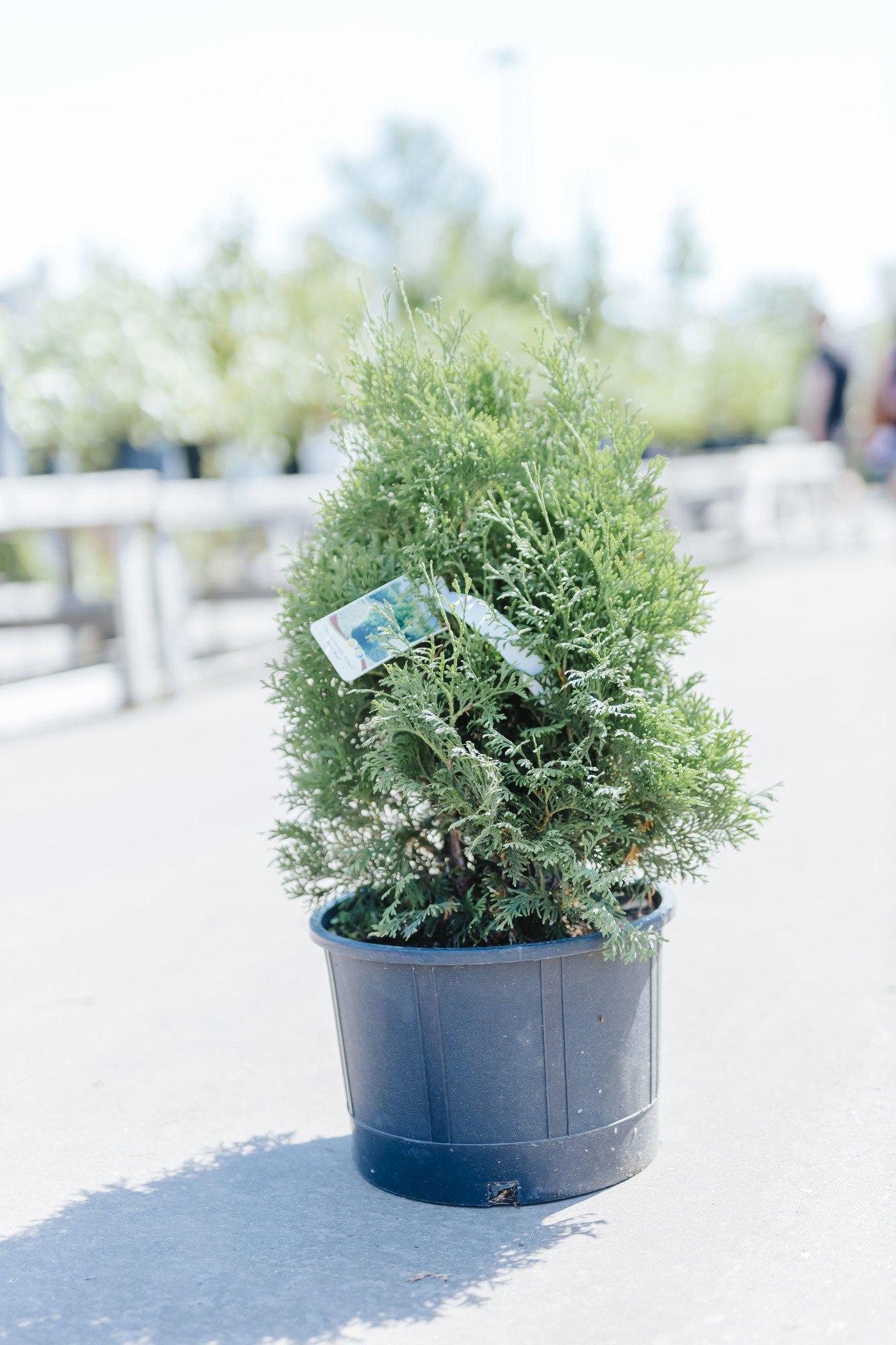 Cedar Baby Bear - Dutch Growers Saskatoon