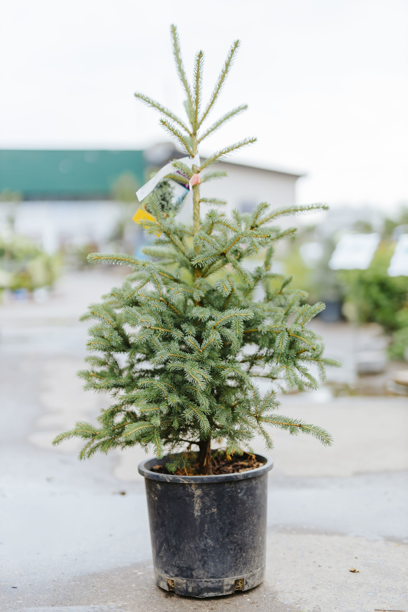 Plants & Pots | Dutch Growers Saskatoon - Dutch Growers Saskatoon