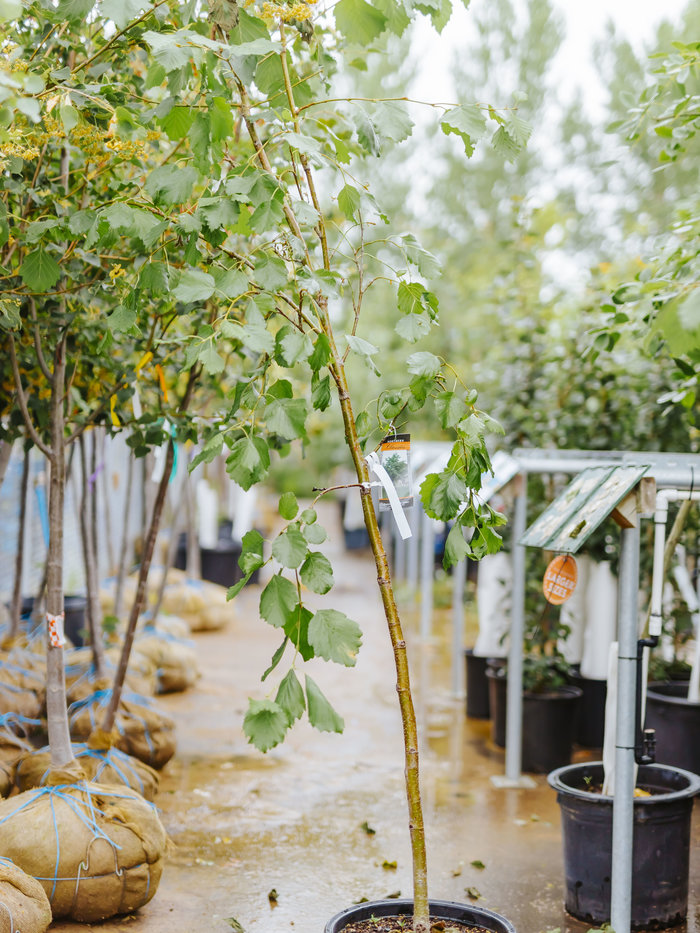 Alder Prairie Horizon - Dutch Growers Saskatoon