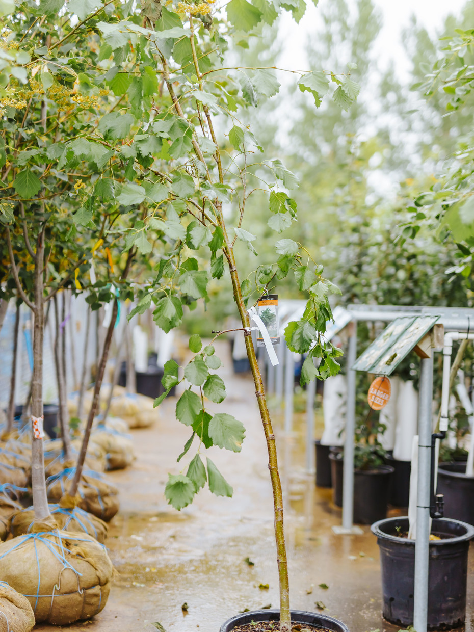 Alder Prairie Horizon - Dutch Growers Saskatoon