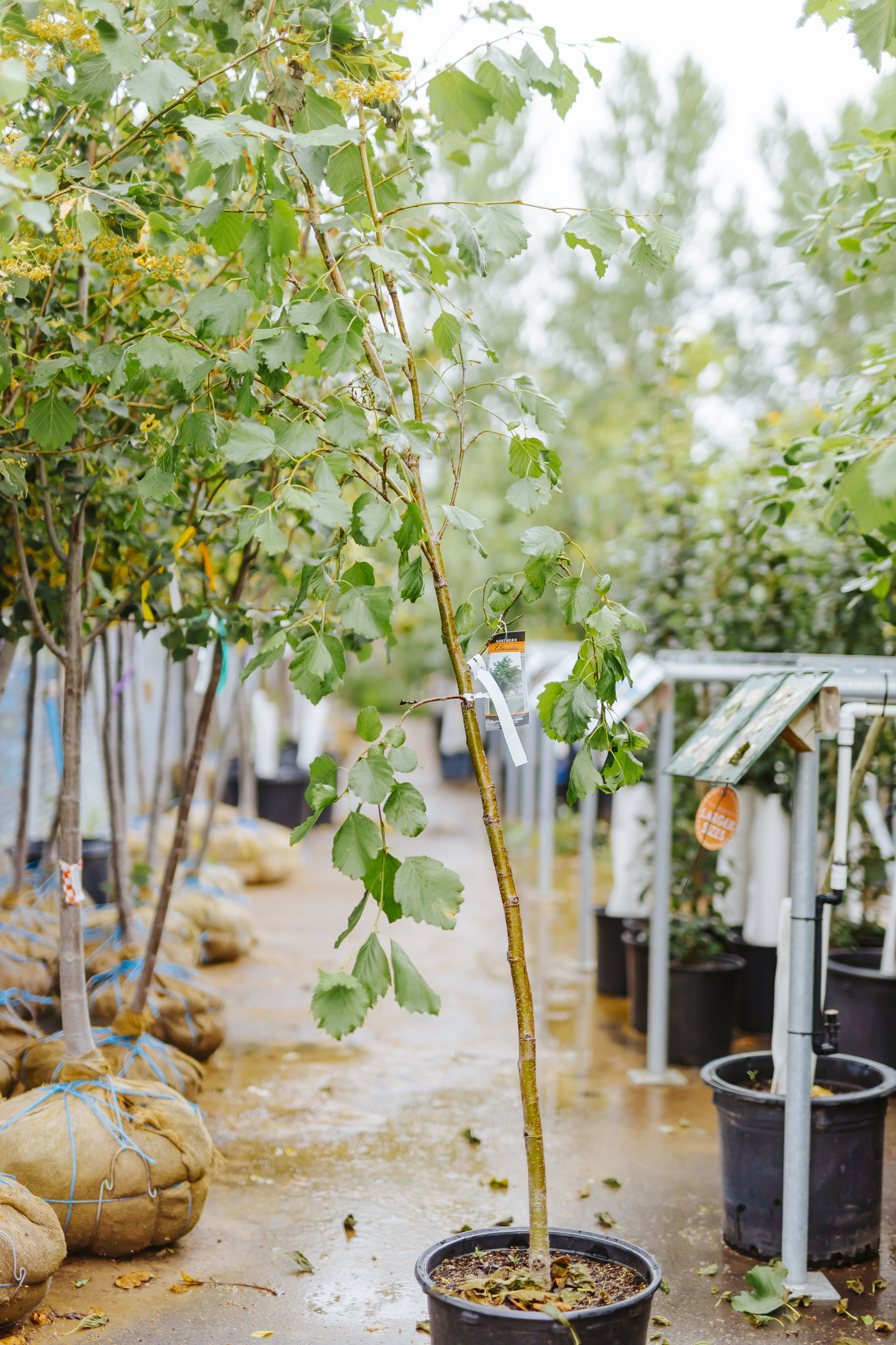 Alder Prairie Horizon - Dutch Growers Saskatoon