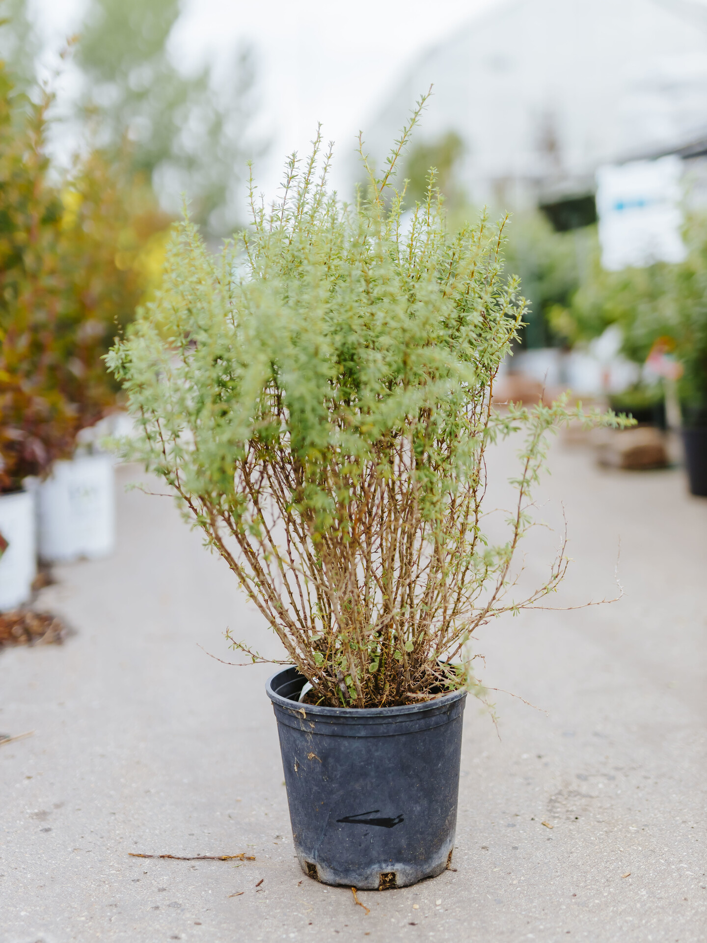 Shrubs - Dutch Growers Saskatoon