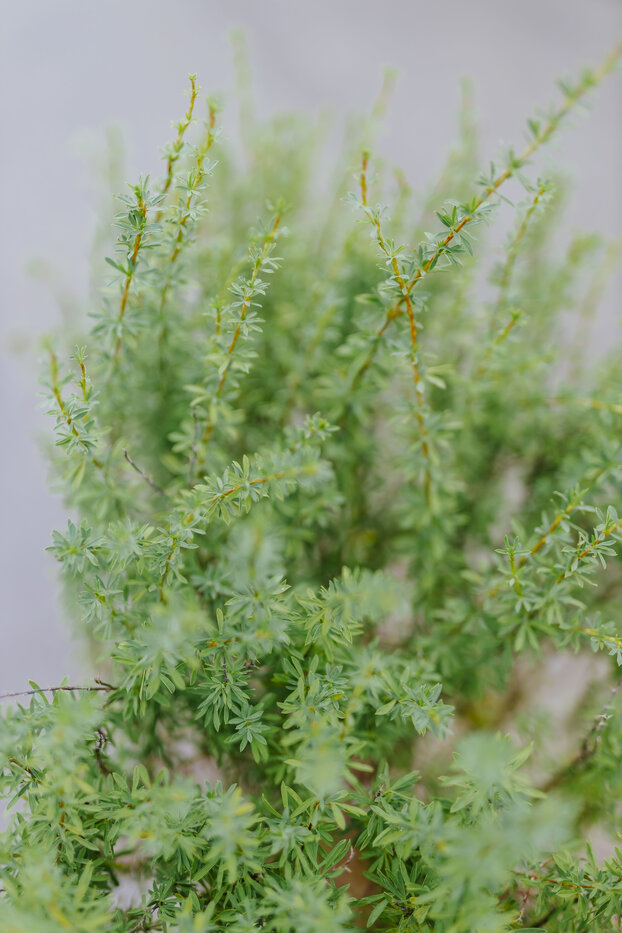 Caragana Pygmy Peashrub 2gal - Dutch Growers Saskatoon