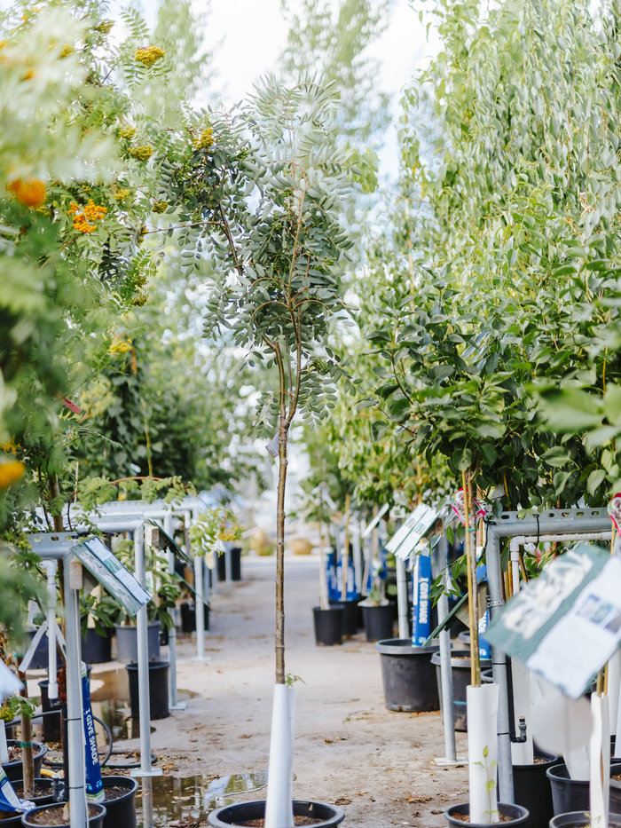 Mountain Ash Russian - Dutch Growers Saskatoon