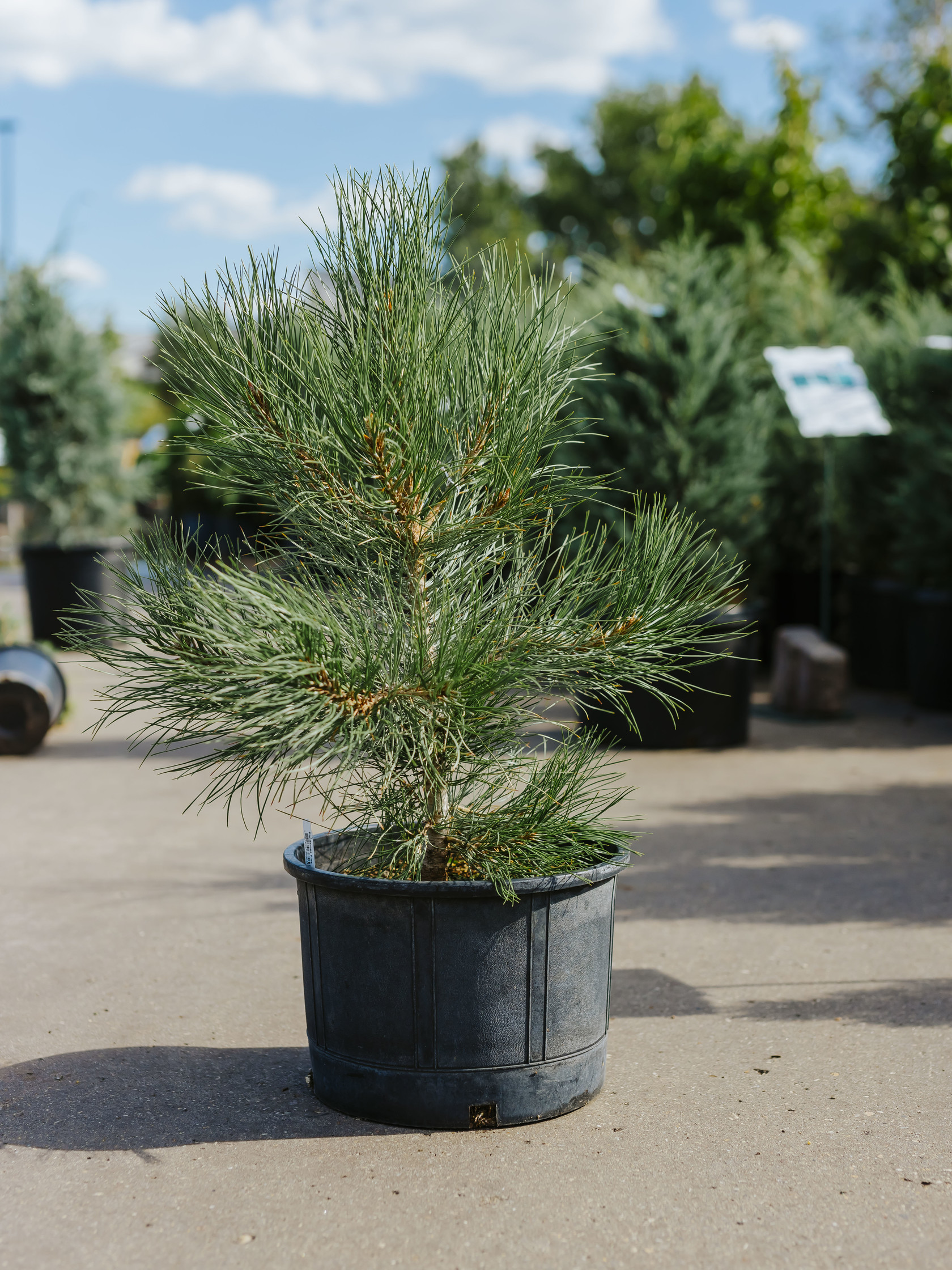 Trees & Shrubs | Dutch Growers Saskatoon - Dutch Growers Saskatoon