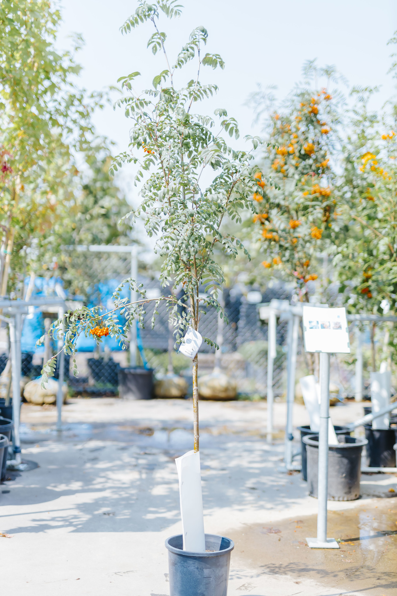 Mountain Ash Luxor Pyramidal - Dutch Growers Saskatoon