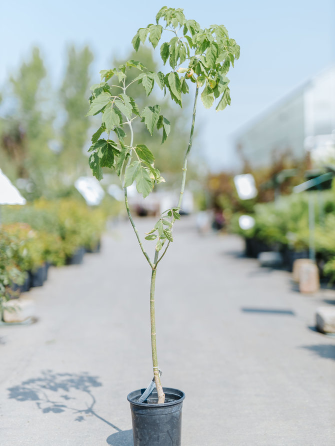 Maple Manitoba - Dutch Growers Saskatoon