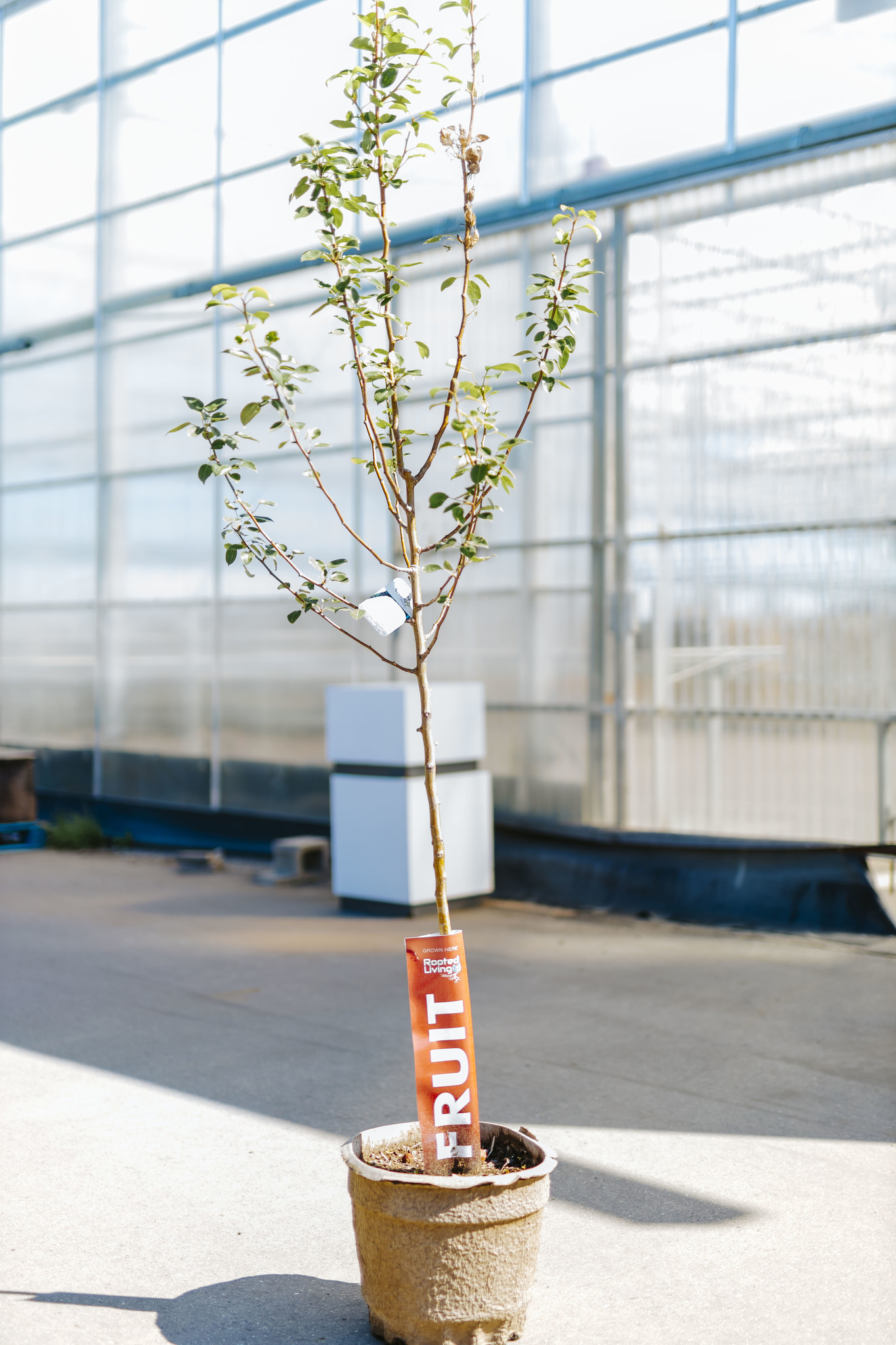 Pear Ure 5gal - Dutch Growers Saskatoon