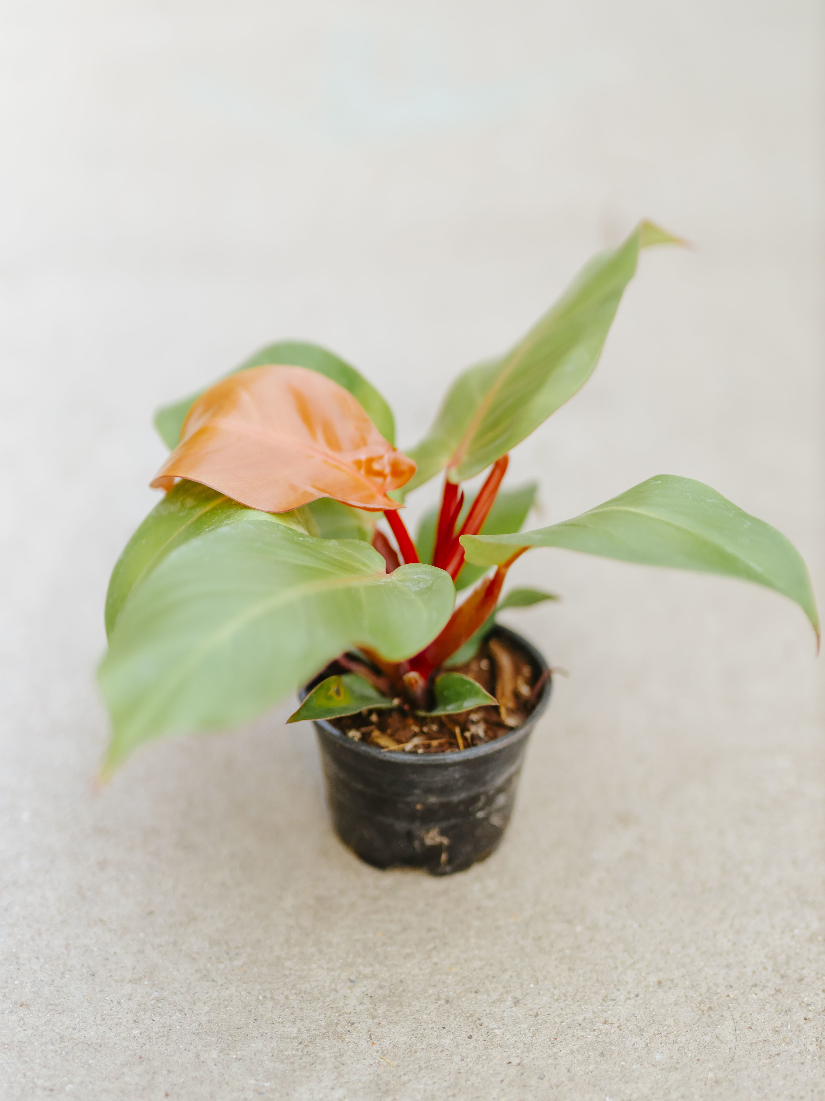 Trending Tropical Indoor Plants | Dutch Growers Saskatoon - Dutch ...