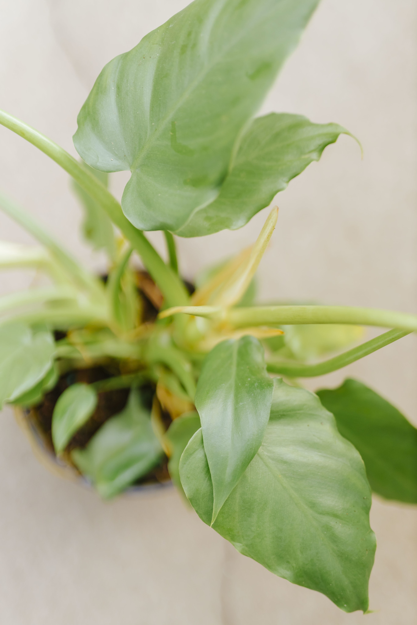 Plants & Pots | Dutch Growers Saskatoon - Dutch Growers Saskatoon