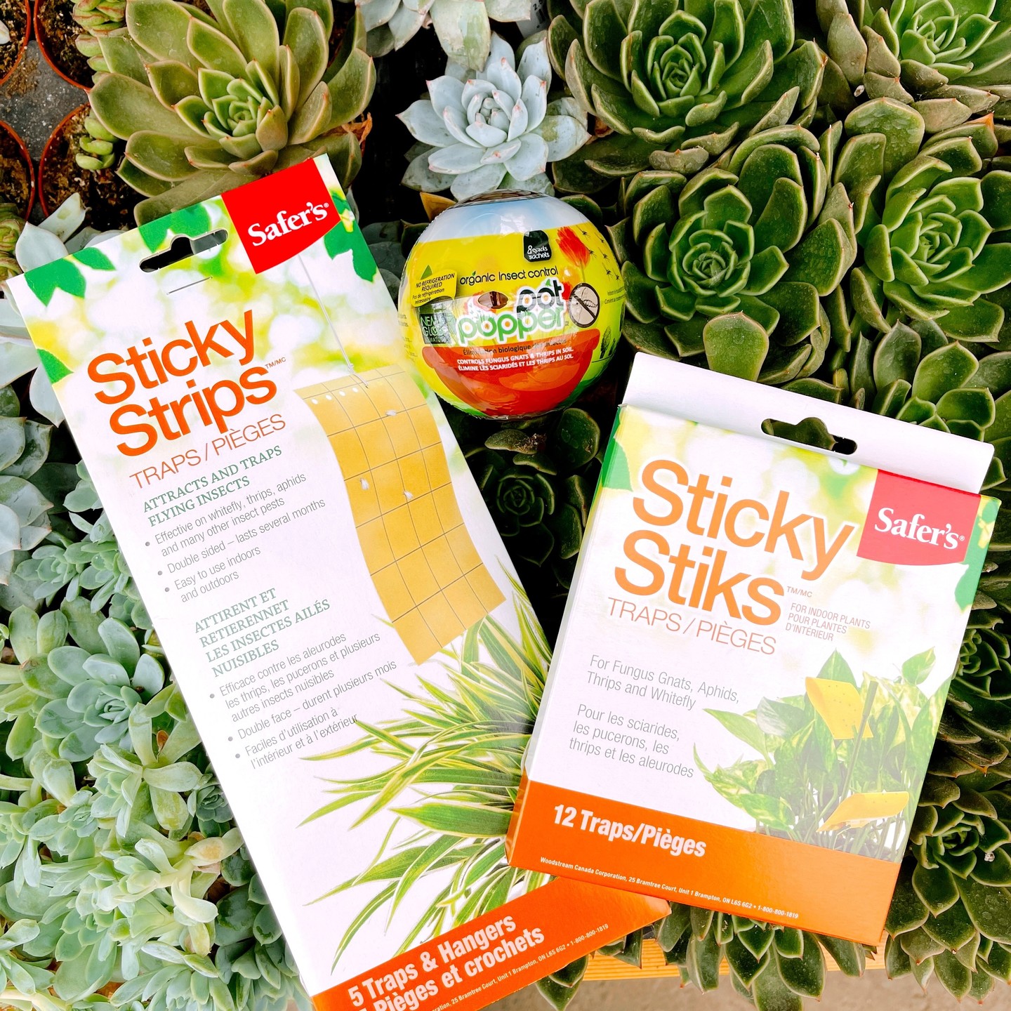 Sticky Strips Traps - Dutch Growers Saskatoon
