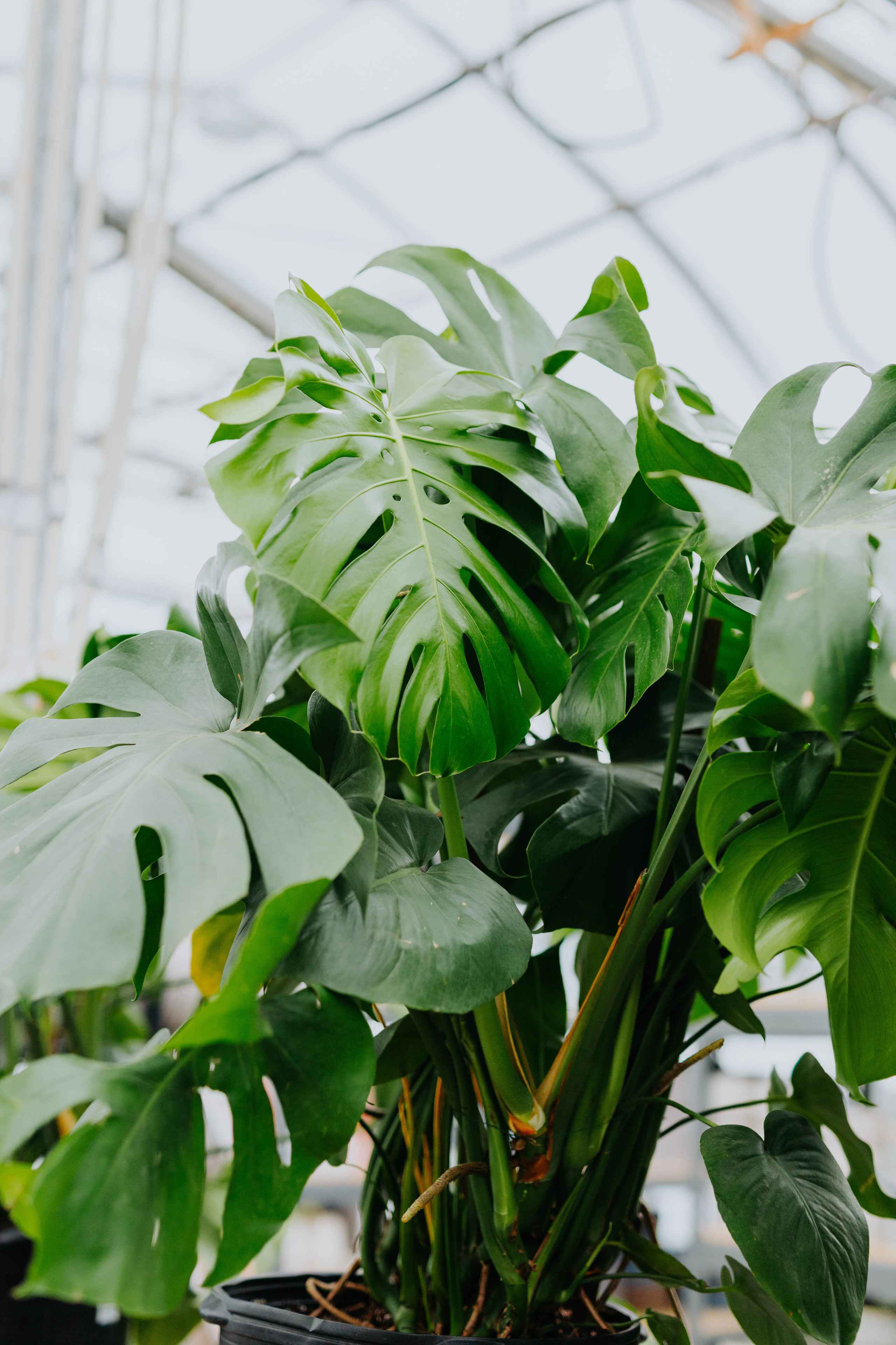 Monstera Split Leaf - Dutch Growers Saskatoon