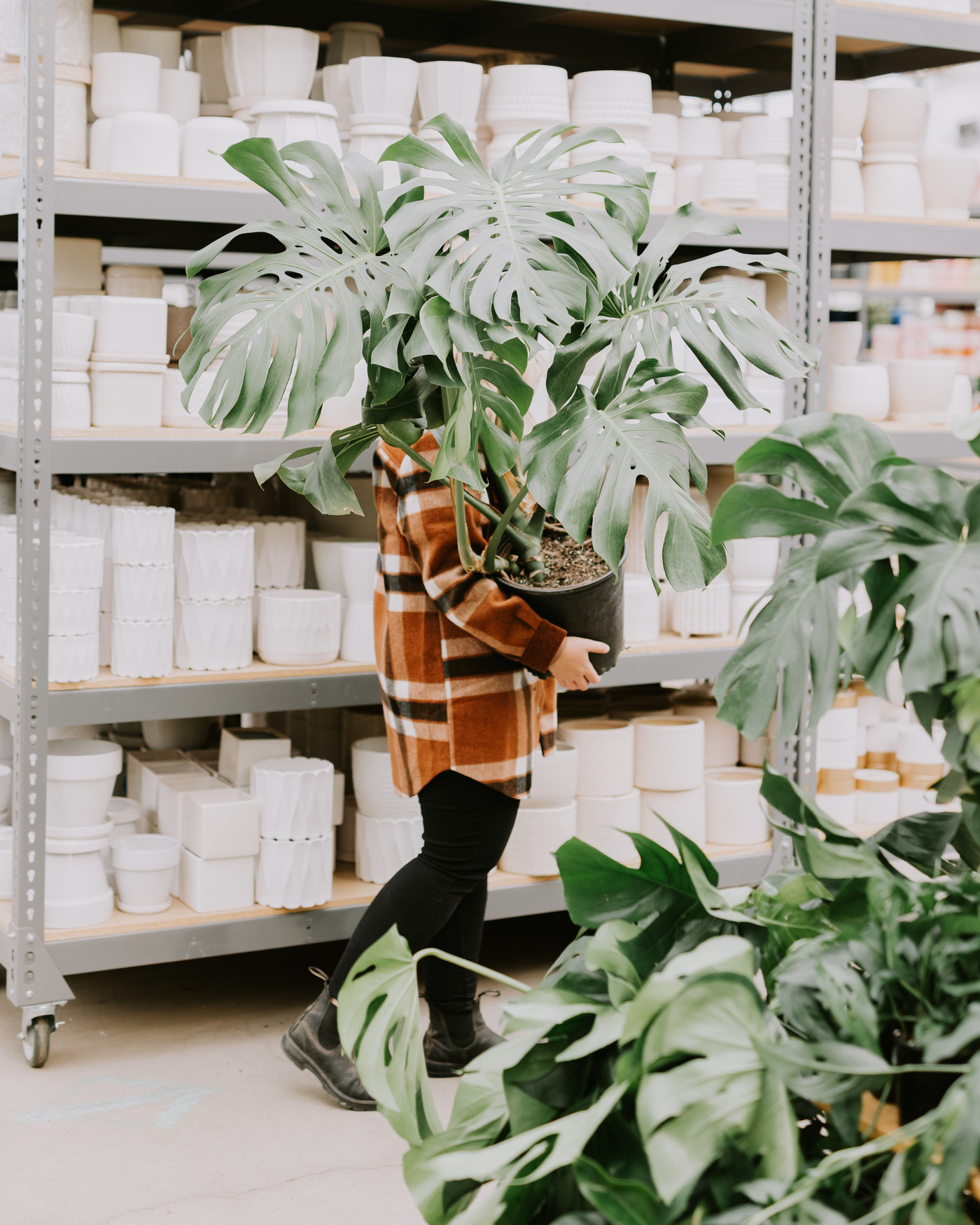 Monstera Split Leaf - Dutch Growers Saskatoon