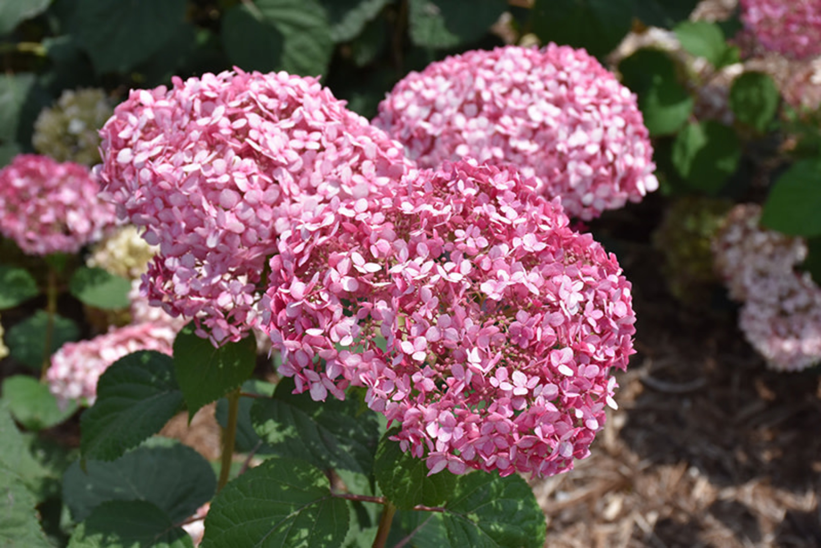 Hydrangea Invincibelle Spirit II - Dutch Growers Saskatoon