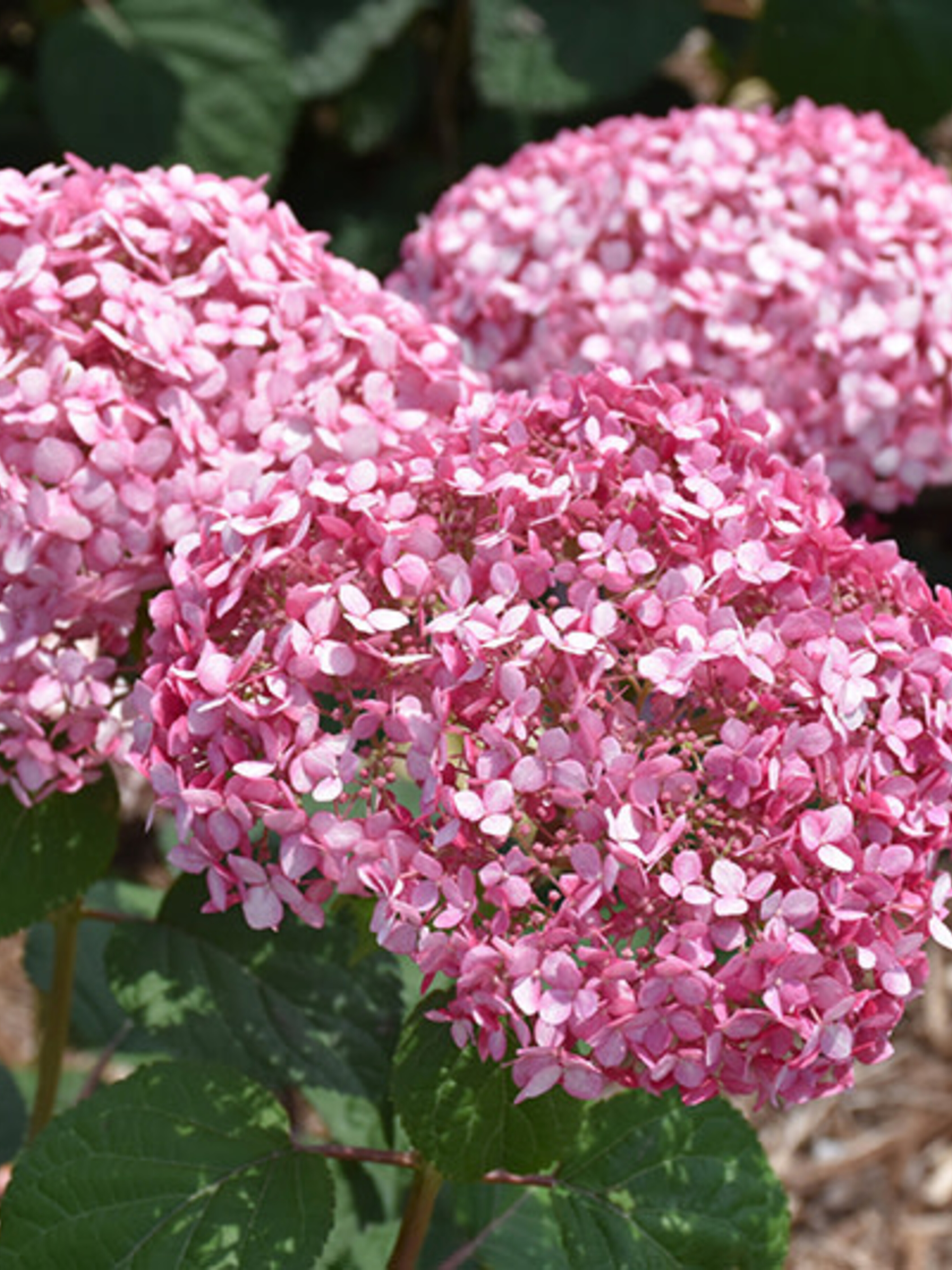Hydrangea Invincibelle Spirit II - Dutch Growers Saskatoon