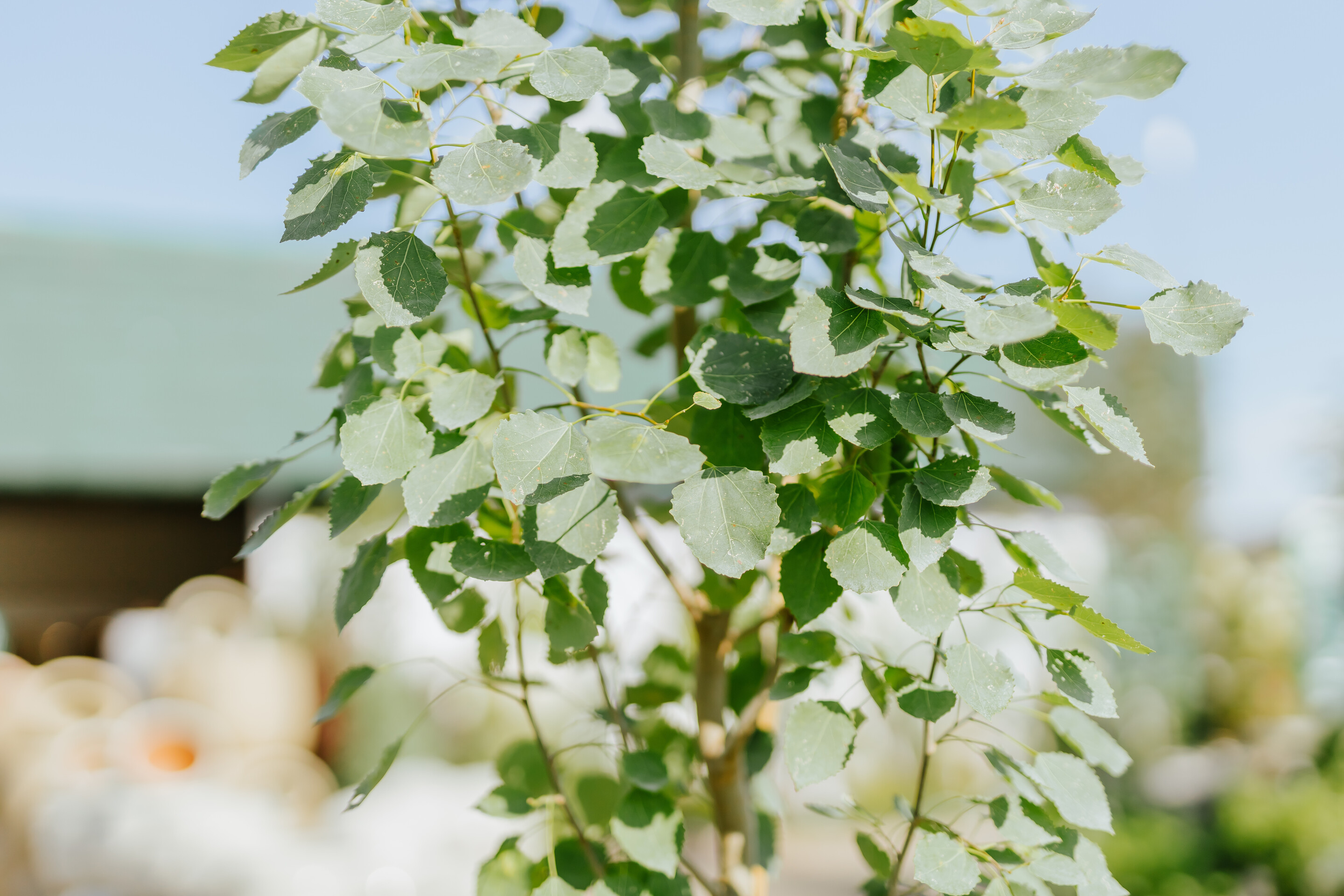 Aspen Guardian Columnar - Dutch Growers Saskatoon