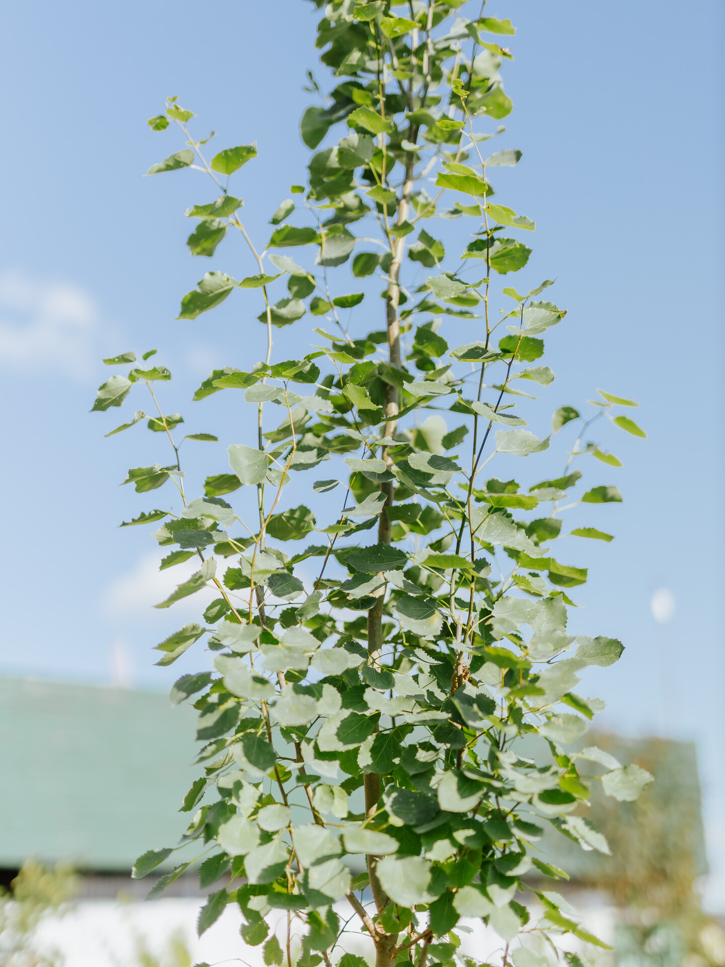 Trees & Shrubs | Dutch Growers Saskatoon - Dutch Growers Saskatoon